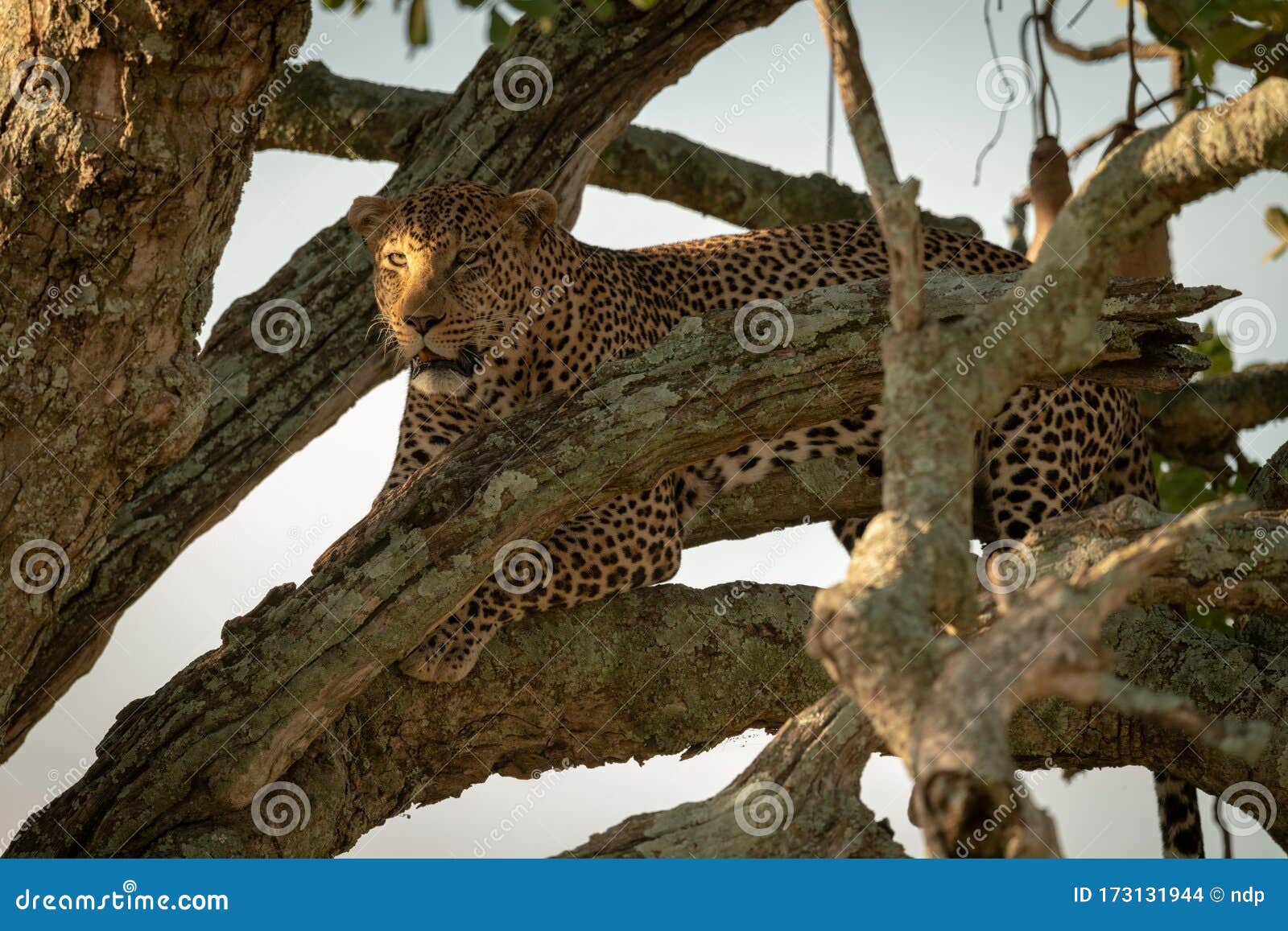 Male Leopard Looking Out from Tree Branch Stock Photo - Image of travel ...