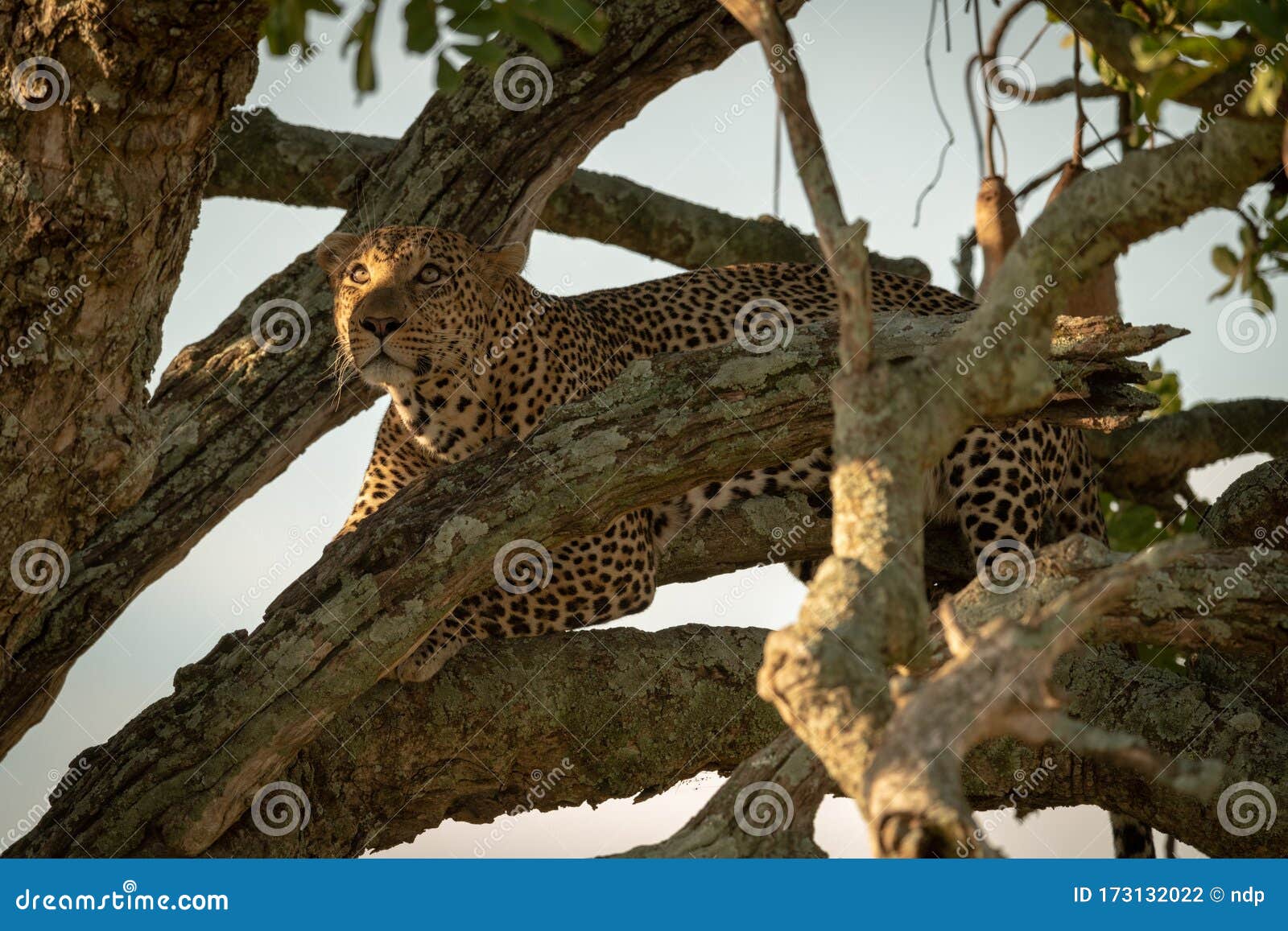 Male Leopard Looks Up from Tree Branch Stock Photo - Image of family ...