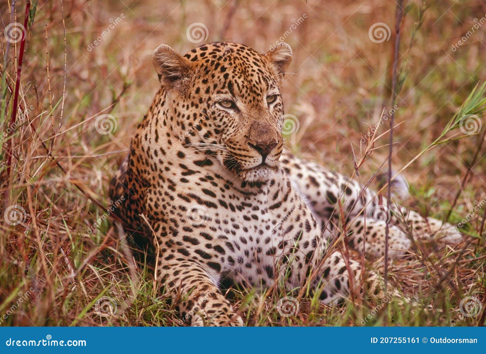 Male Leopard Lying in African Bush Stock Image - Image of lying, south ...