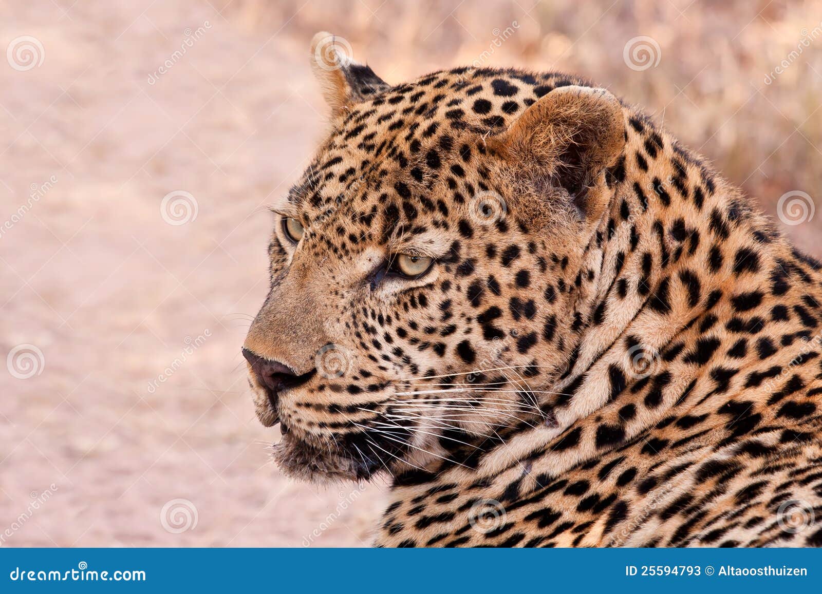 Male Leopard Lying in the Shade Stock Image - Image of panthera, face ...