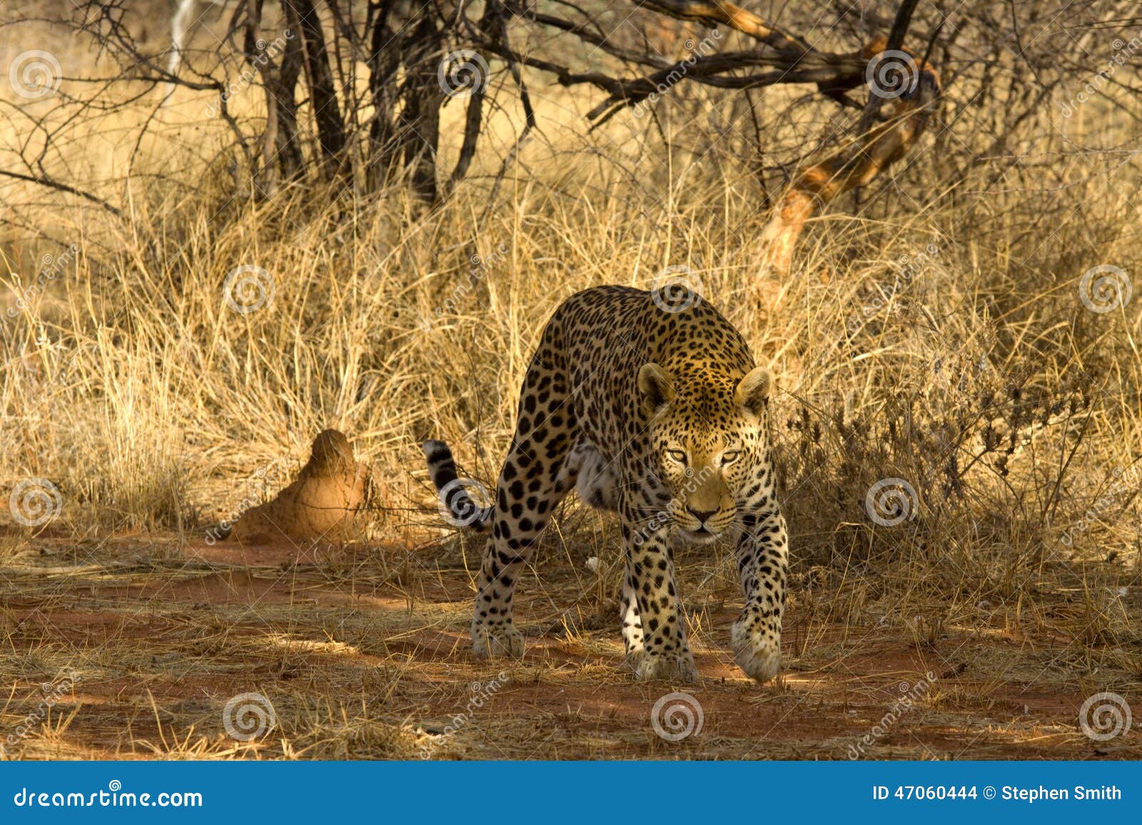Male Leopard, Okonjima, Namibia Stock Photo - Image of male, africat ...