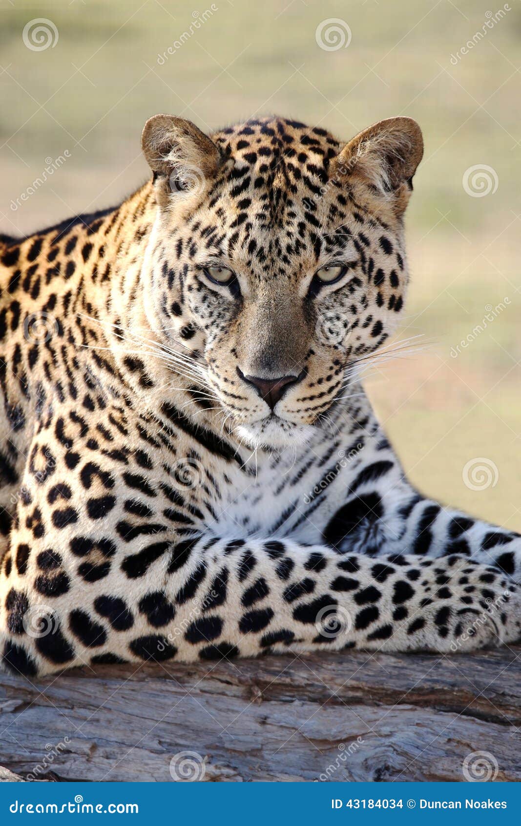 Male Leopard Portrait stock photo. Image of predator - 43184034