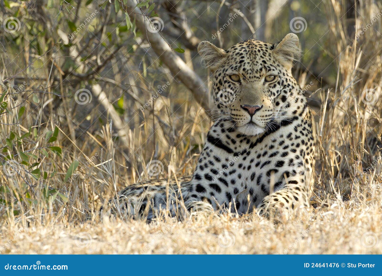 Male Leopard Resting, South Africa Stock Photo - Image of kruger ...
