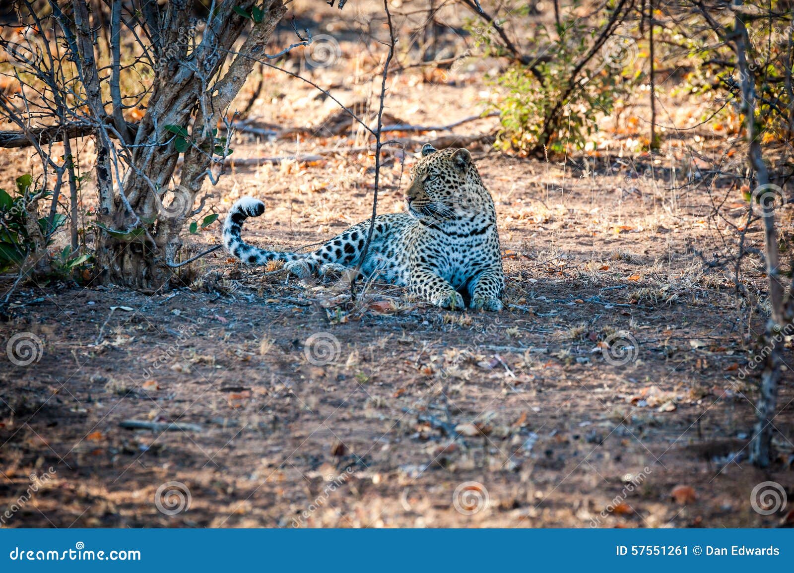 Male Leopard Sat Under a Tree Stock Image - Image of african, adventure ...