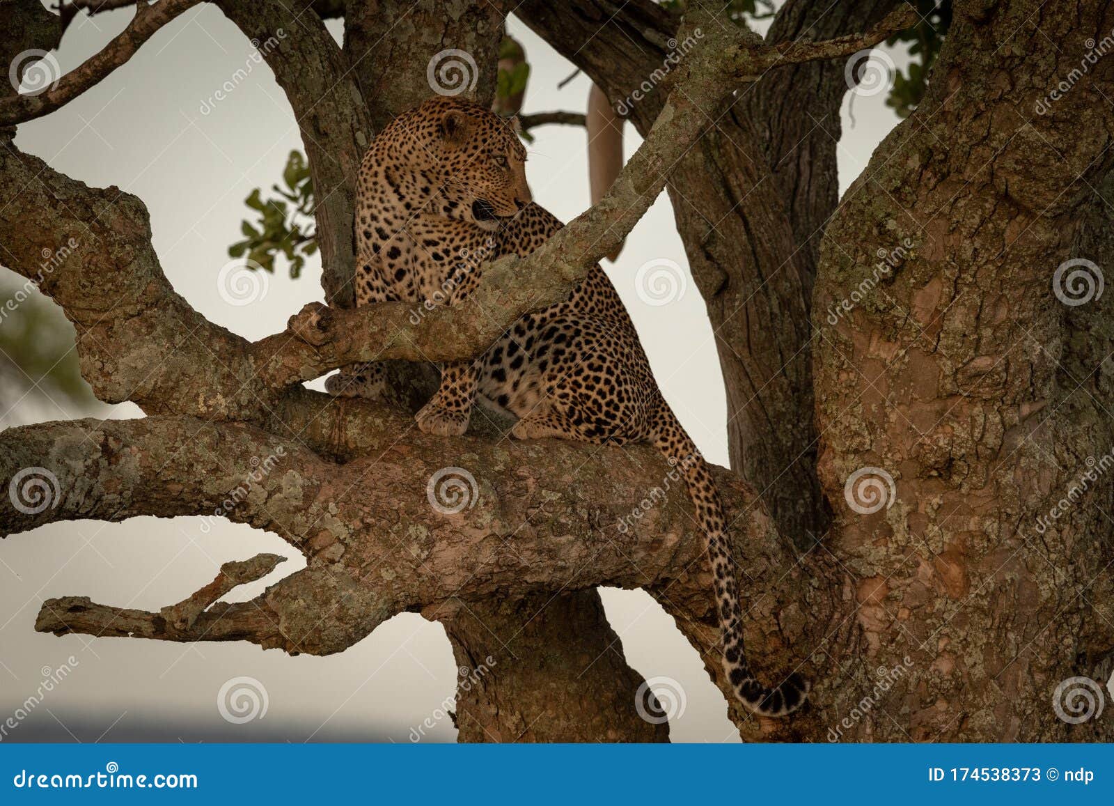 Male Leopard Sits on Branch Looking Back Stock Image - Image of ...