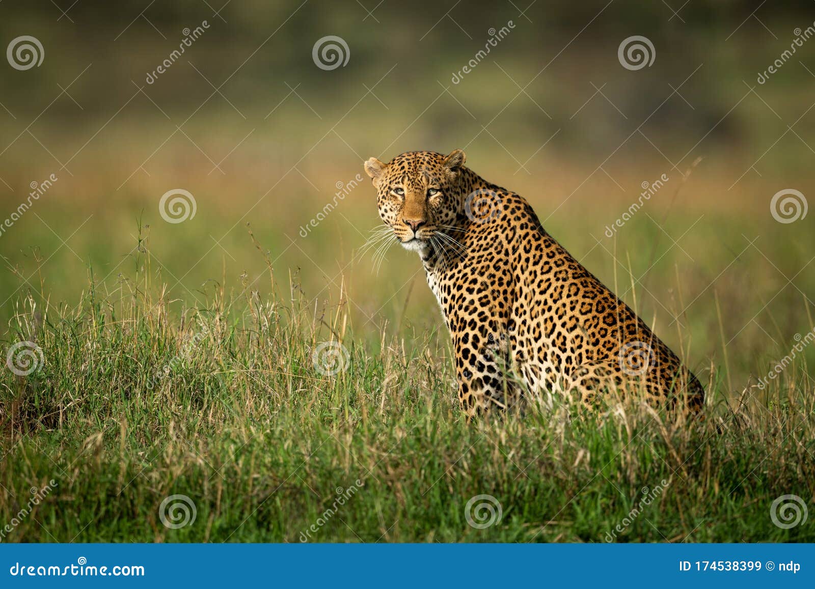 Male Leopard Sits Watching Camera in Grass Stock Image - Image of ...