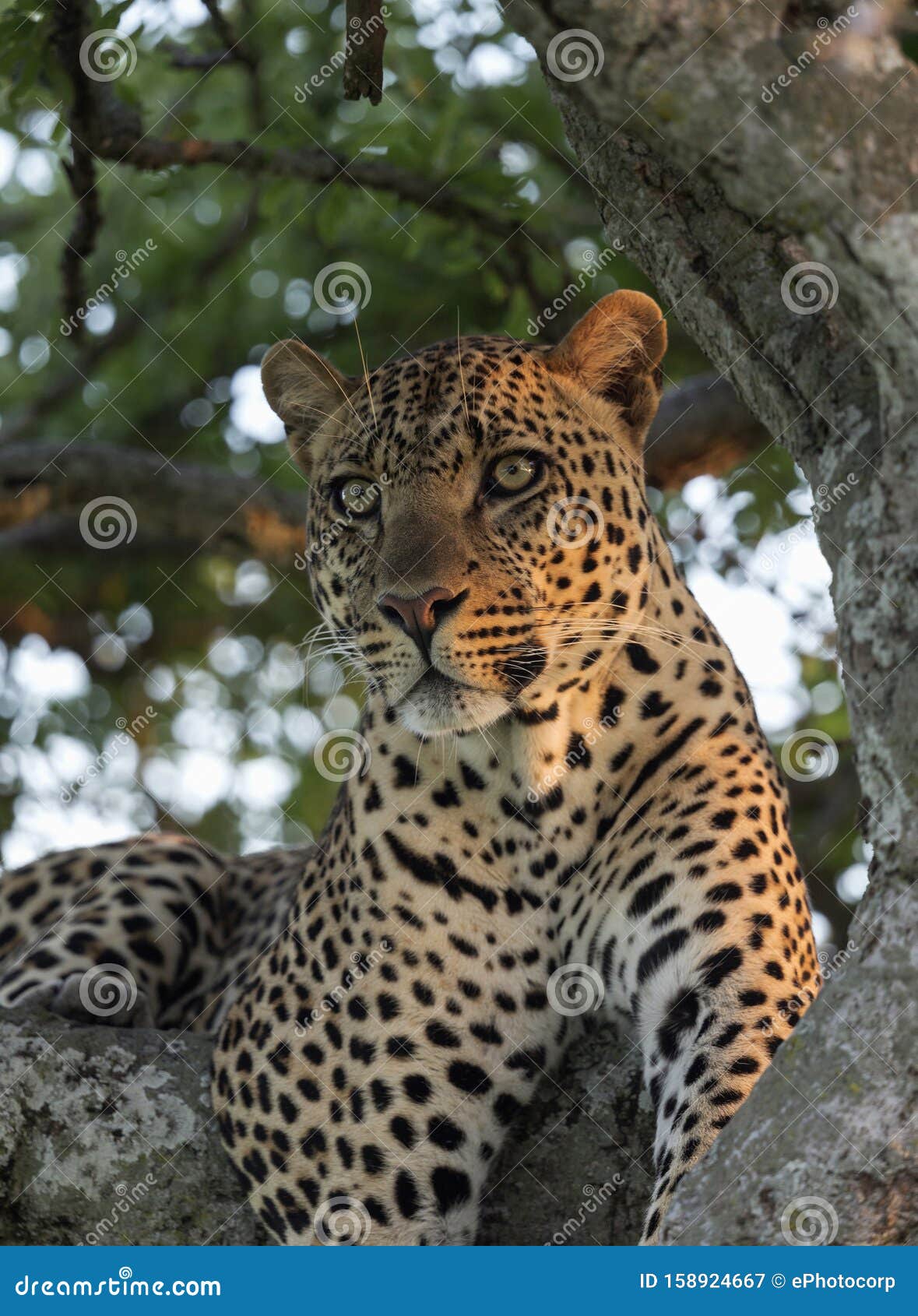 Male Leopard Sitting on a Tree, Masaimara, Africa Stock Image - Image ...