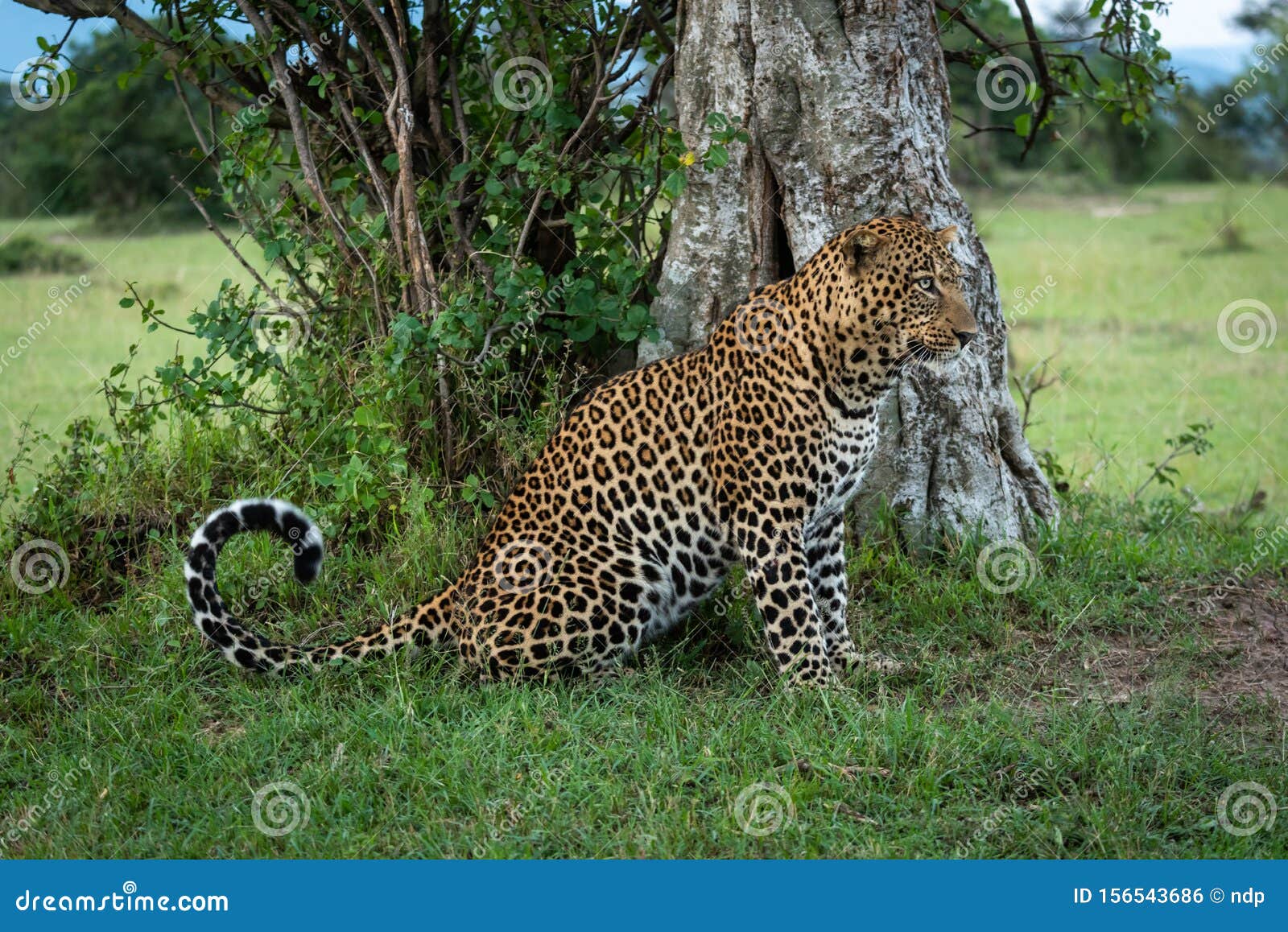 Male Leopard Sitting by Tree in Profile Stock Photo - Image of africa ...