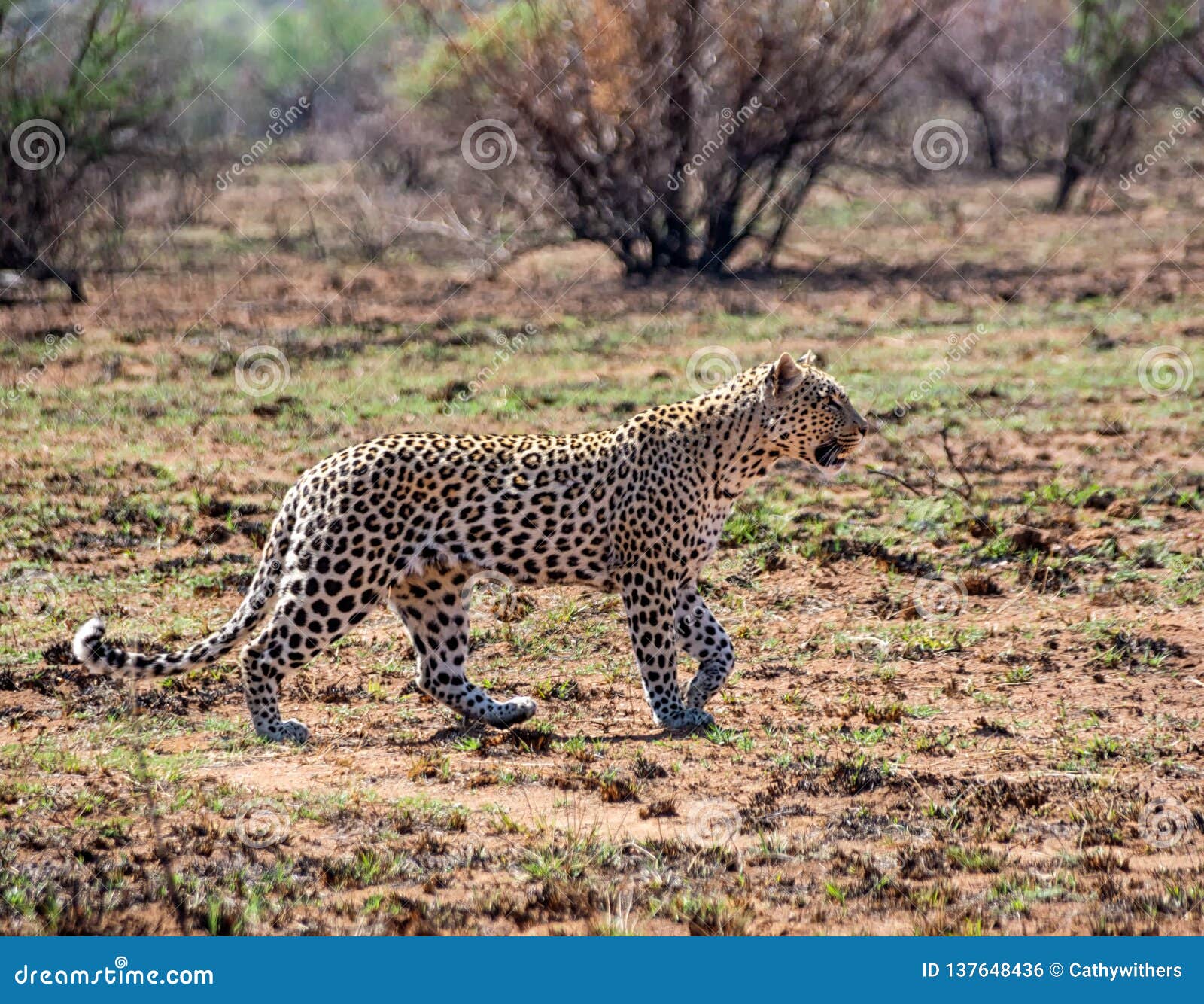 Male Leopard stock photo. Image of feline, outdoor, pattern - 137648436