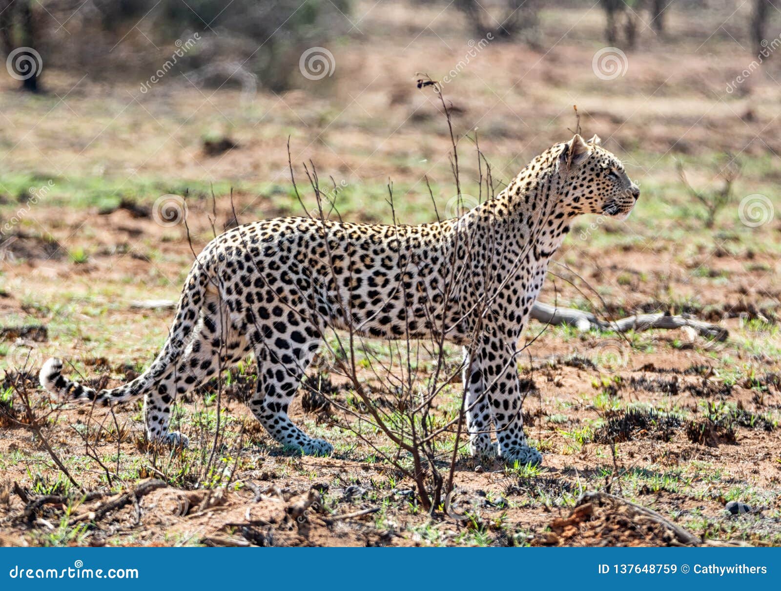 Male Leopard stock image. Image of mammal, nature, portrait - 137648759