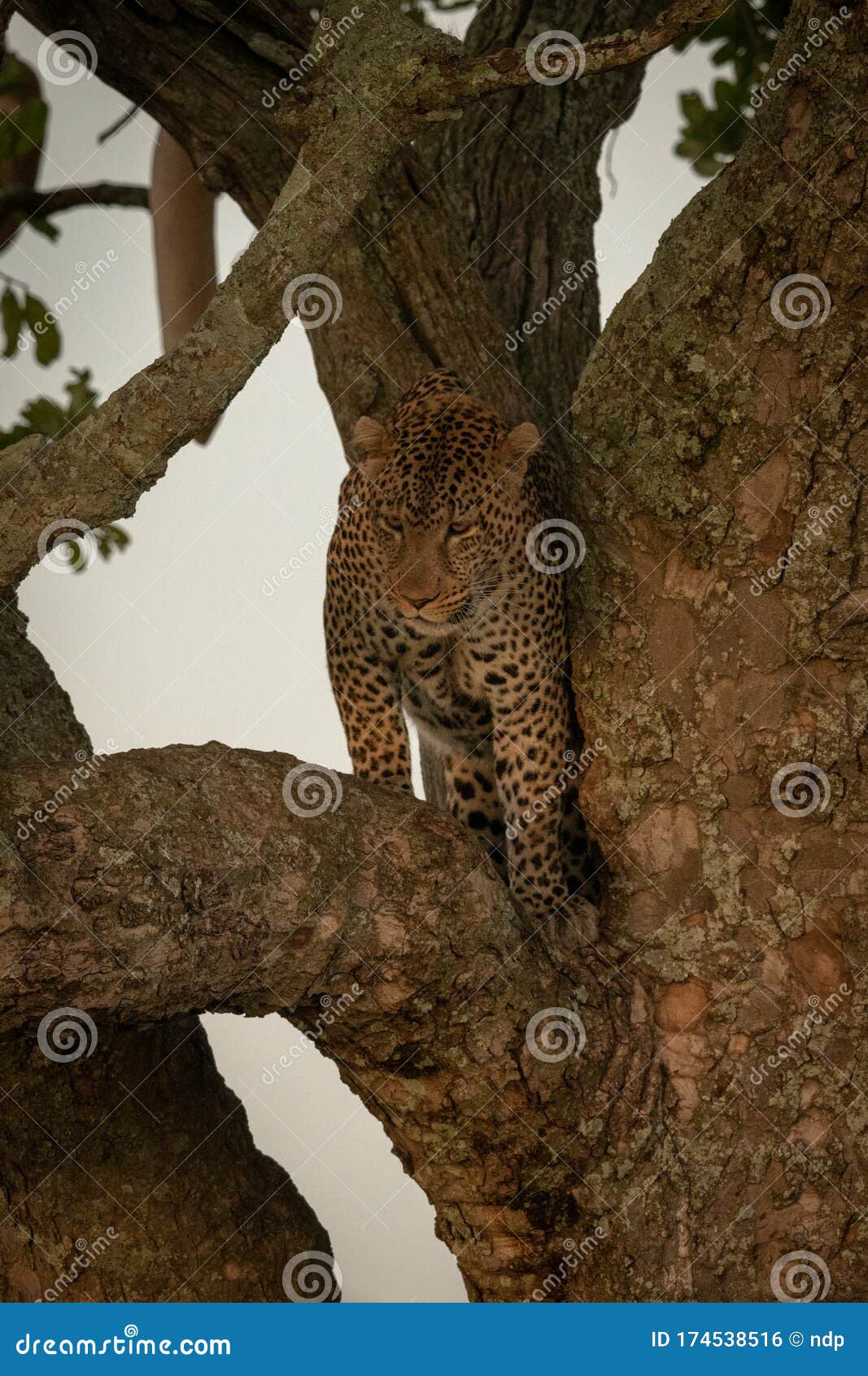Male Leopard Stands on Branch Looking Down Stock Photo - Image of ...