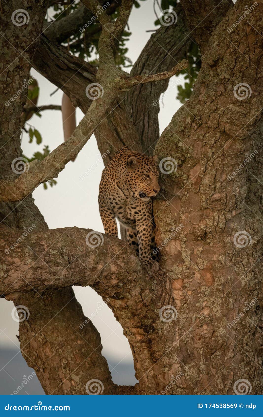 Male Leopard Stands on Branch of Tree Stock Image - Image of tree ...