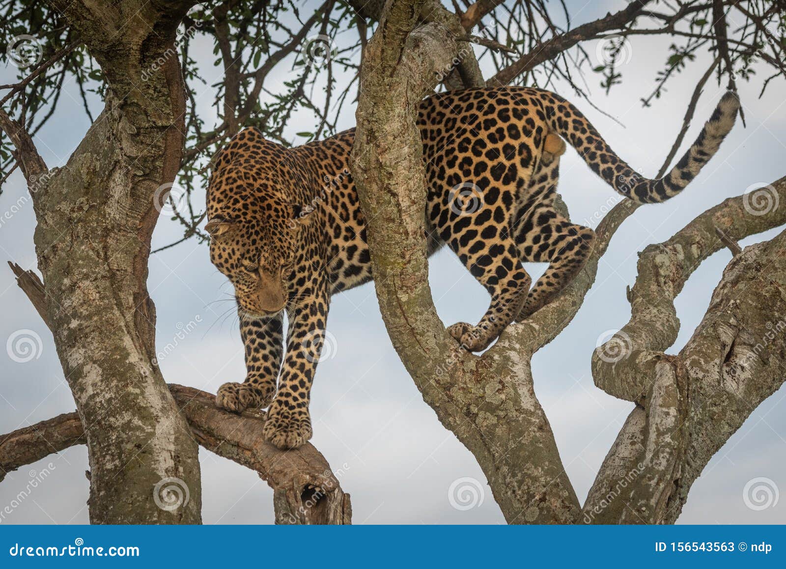 Male Leopard Stands on Branches Looking Down Stock Image - Image of ...