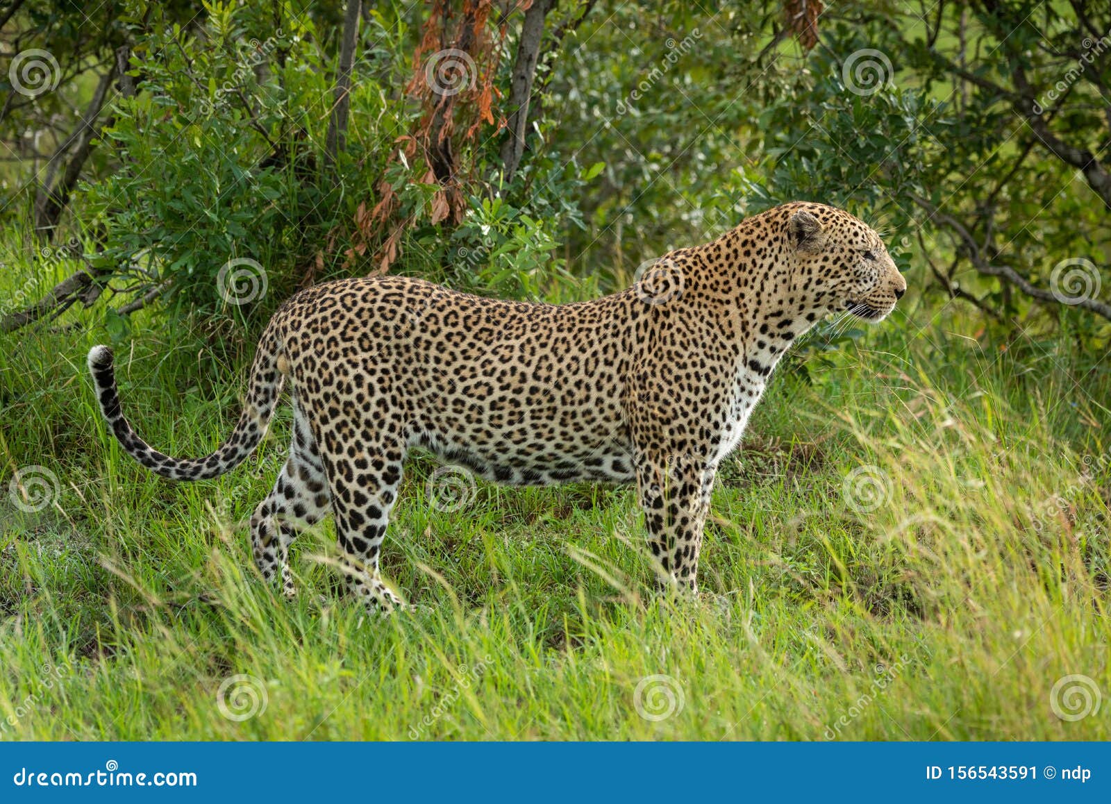 Male Leopard Stands in Grass in Profile Stock Image - Image of outdoors ...