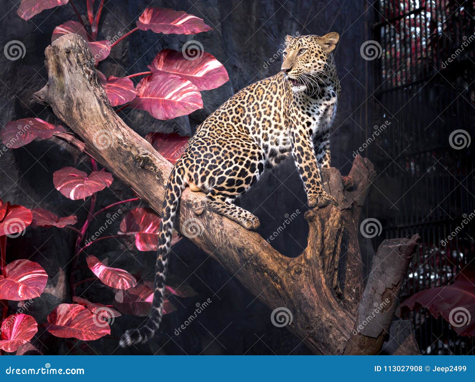 Male Leopard on a Tree Branch. Stock Photo - Image of male, carnivore ...