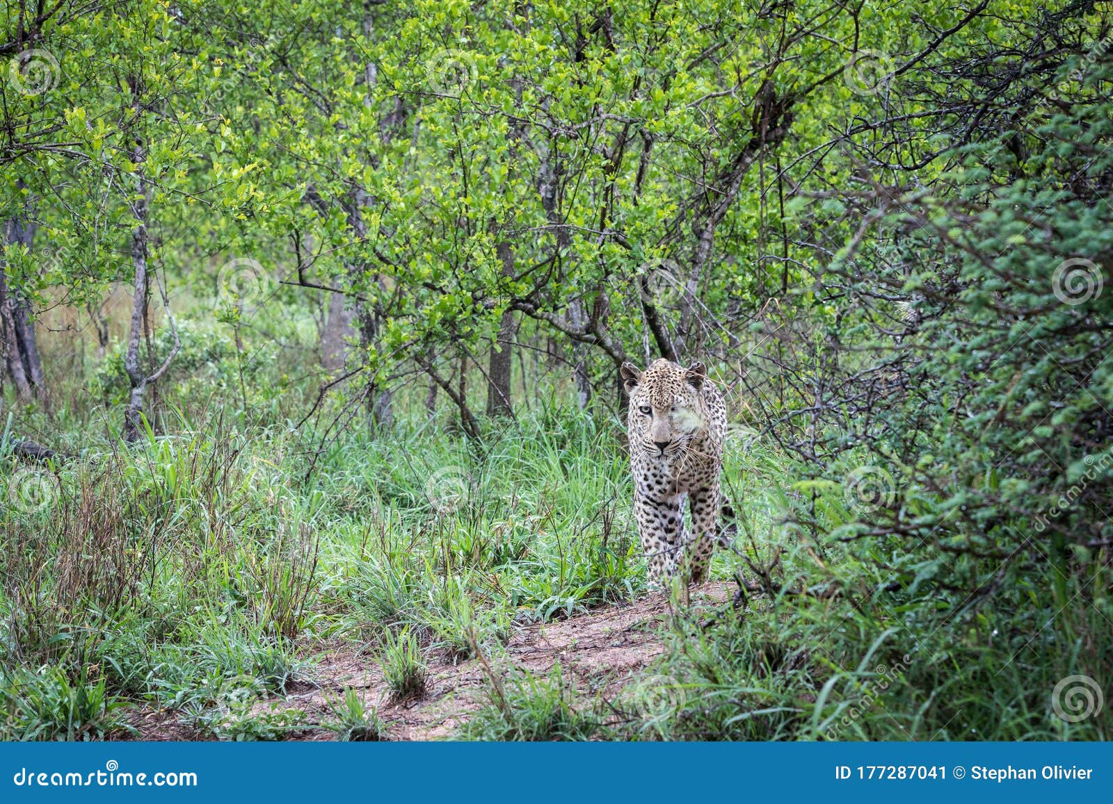 Male Leopard on Walking Towards Viewer Stock Image - Image of greater ...