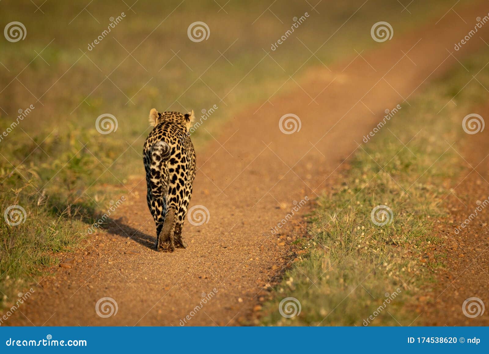 Male Leopard Walks Down Track in Sunshine Stock Photo - Image of ...