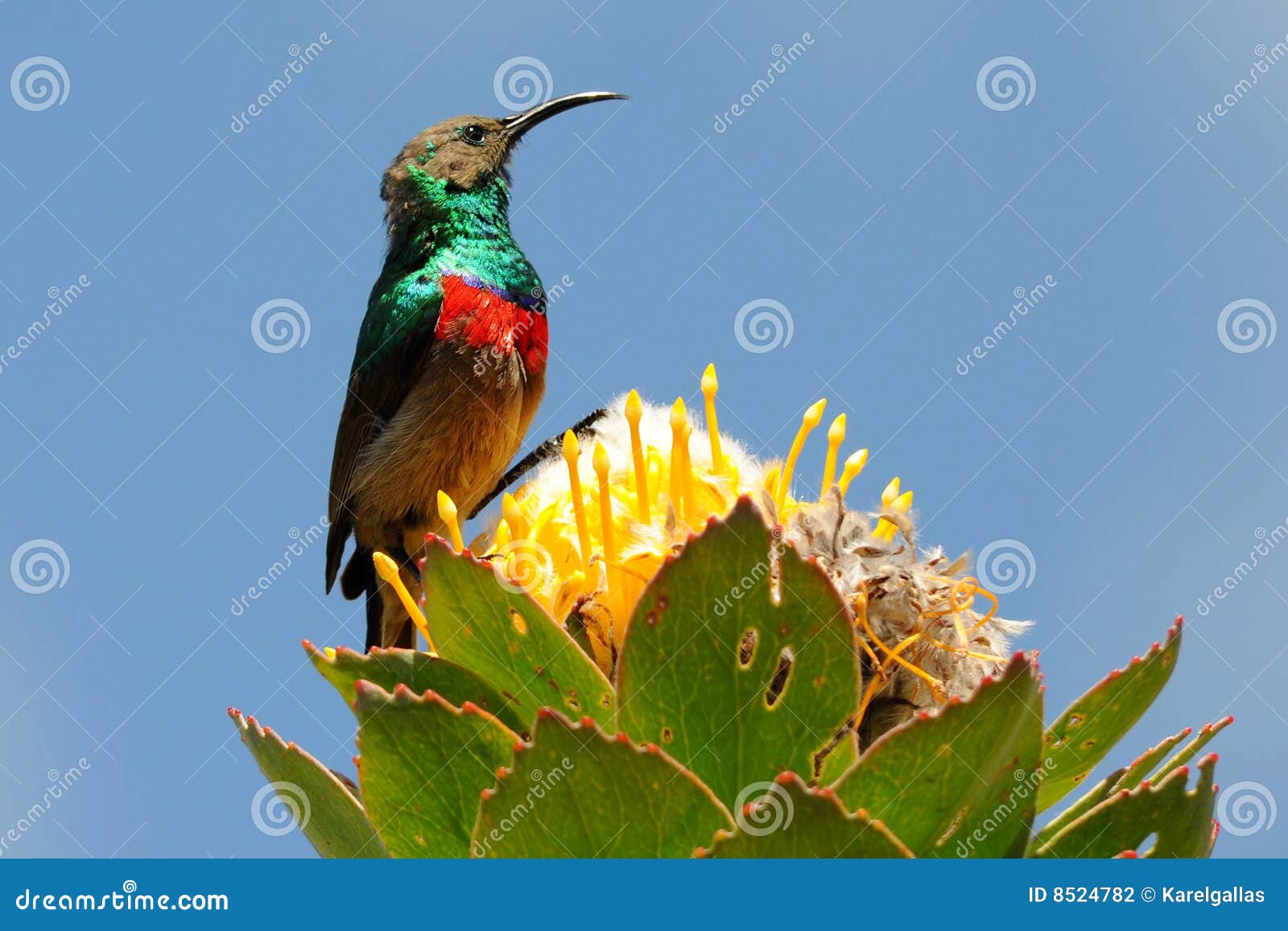 Collared Sunbird Royalty-Free Stock Image | CartoonDealer.com #20366782