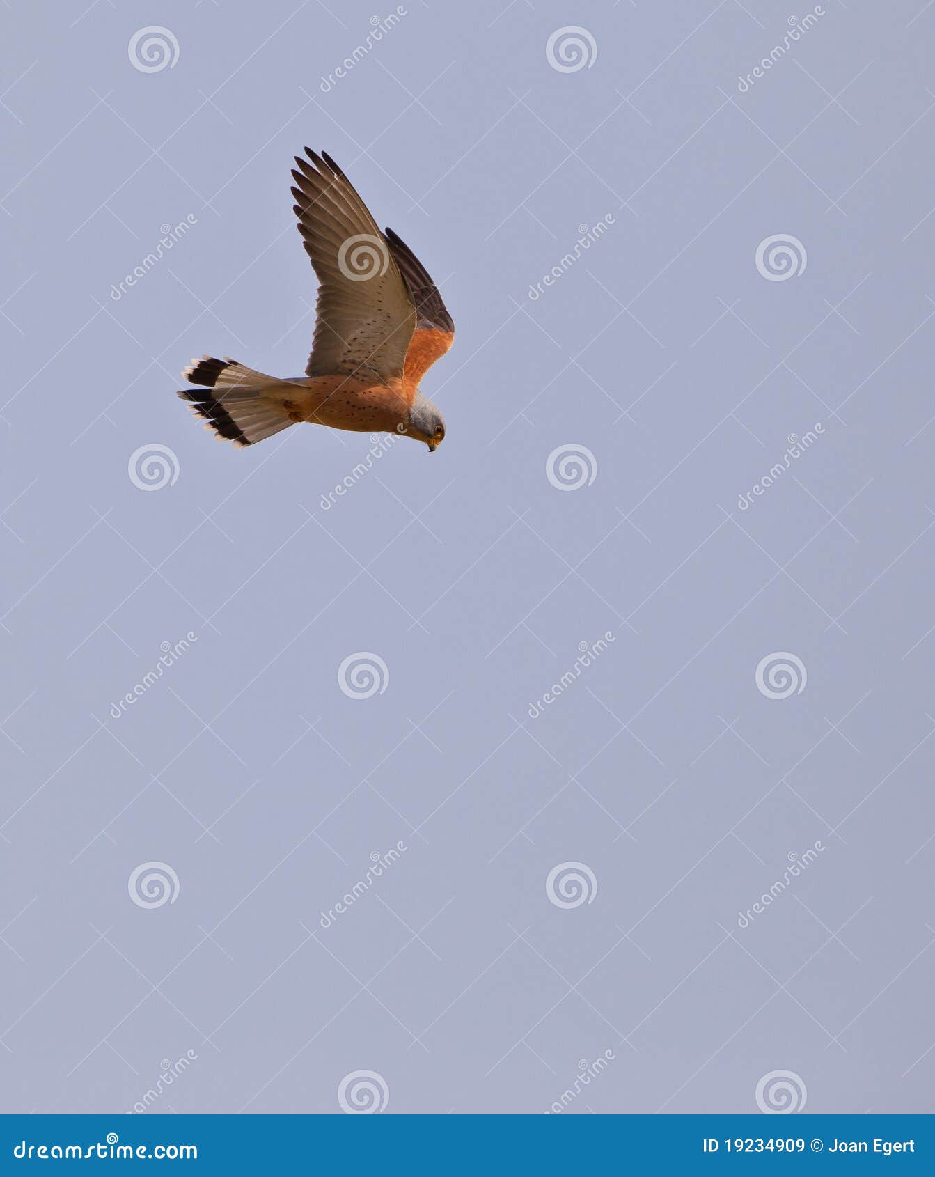 Male Lesser Kestrel on Flight Stock Image - Image of colors, colours ...