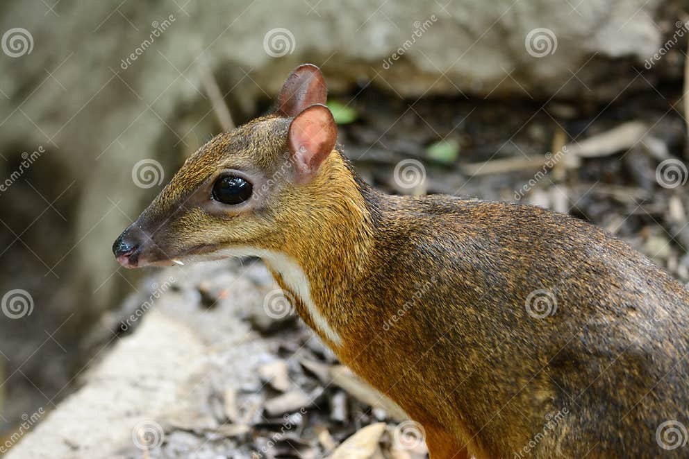 Male Lesser Mouse-deer stock photo. Image of asia, beautiful - 38000952