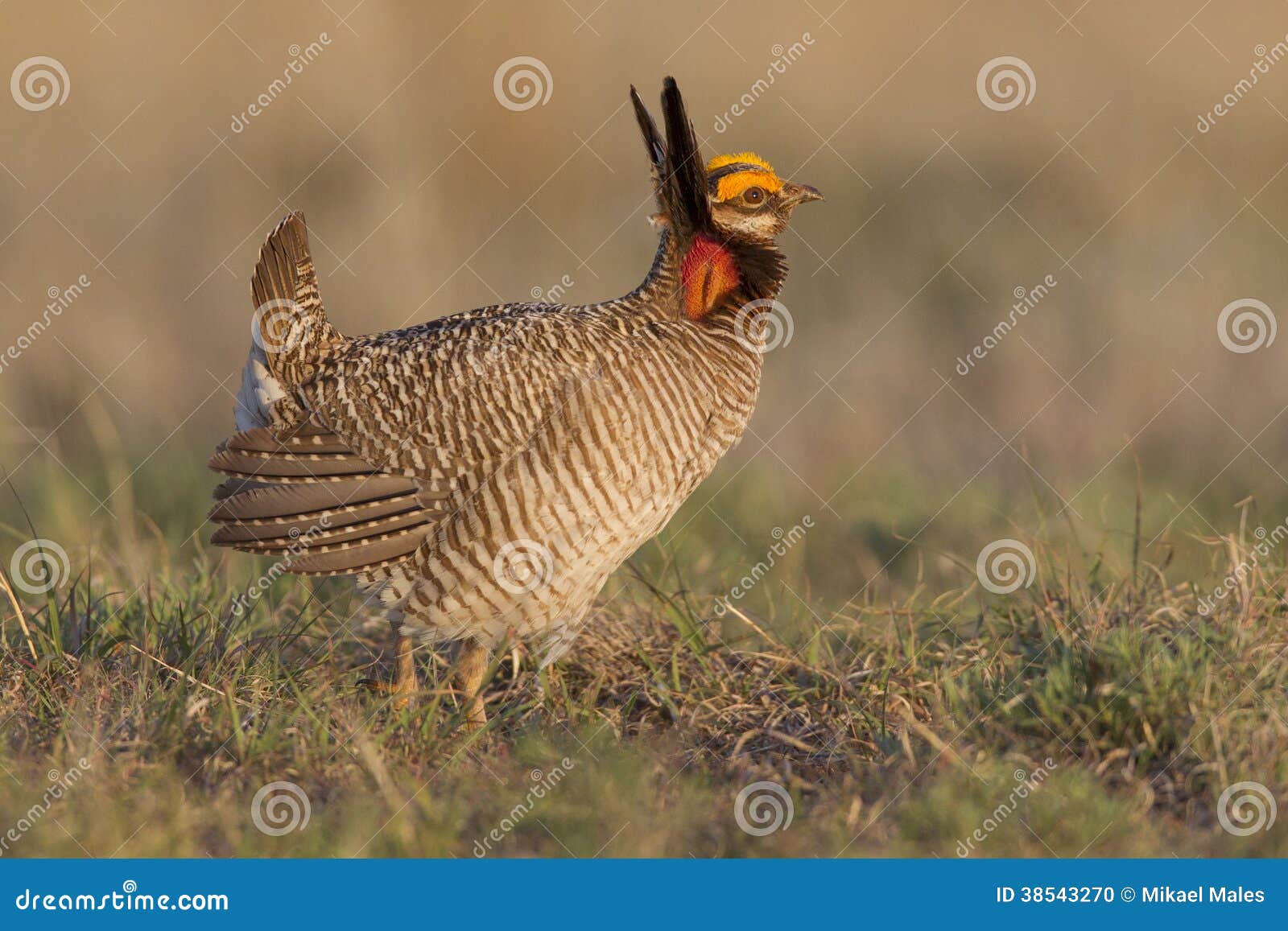 Male Lesser Prairie Chicken Stock Photo - Image of lesser, male: 38543270