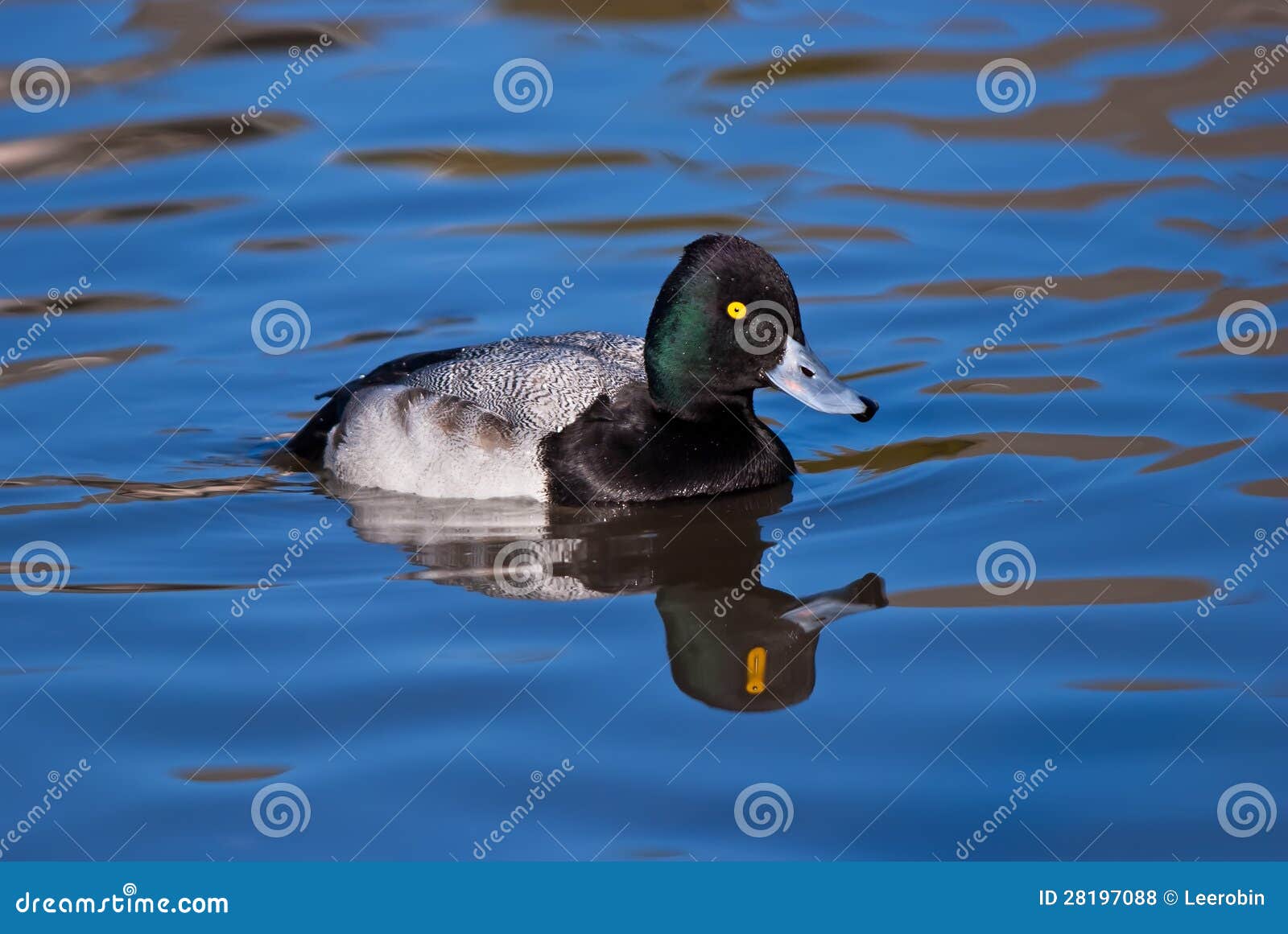 Male Lesser Scaup (Aythya Affinis) Duck Stock Photo - Image of ...