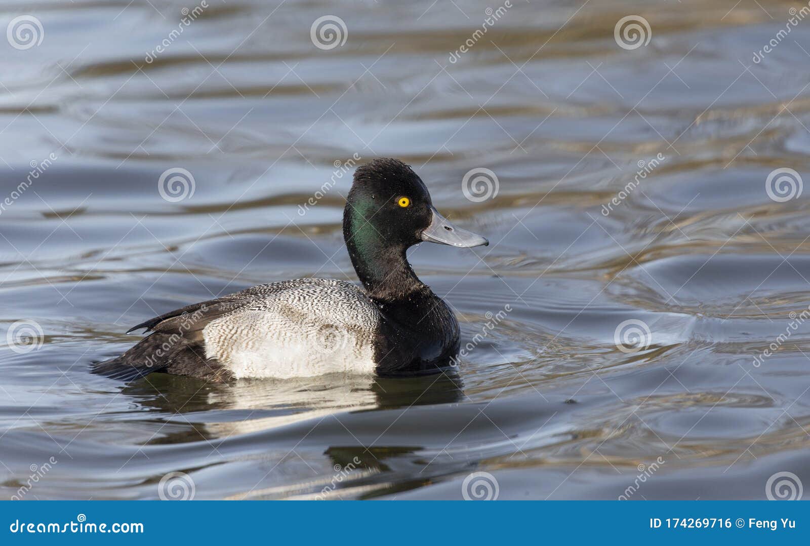 Male Lesser scaup duck stock photo. Image of lesser - 174269716