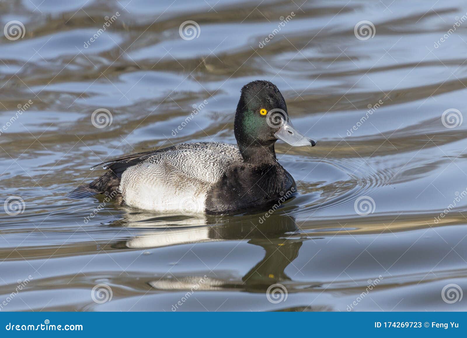 Male Lesser scaup duck stock image. Image of bird, lesser - 174269723