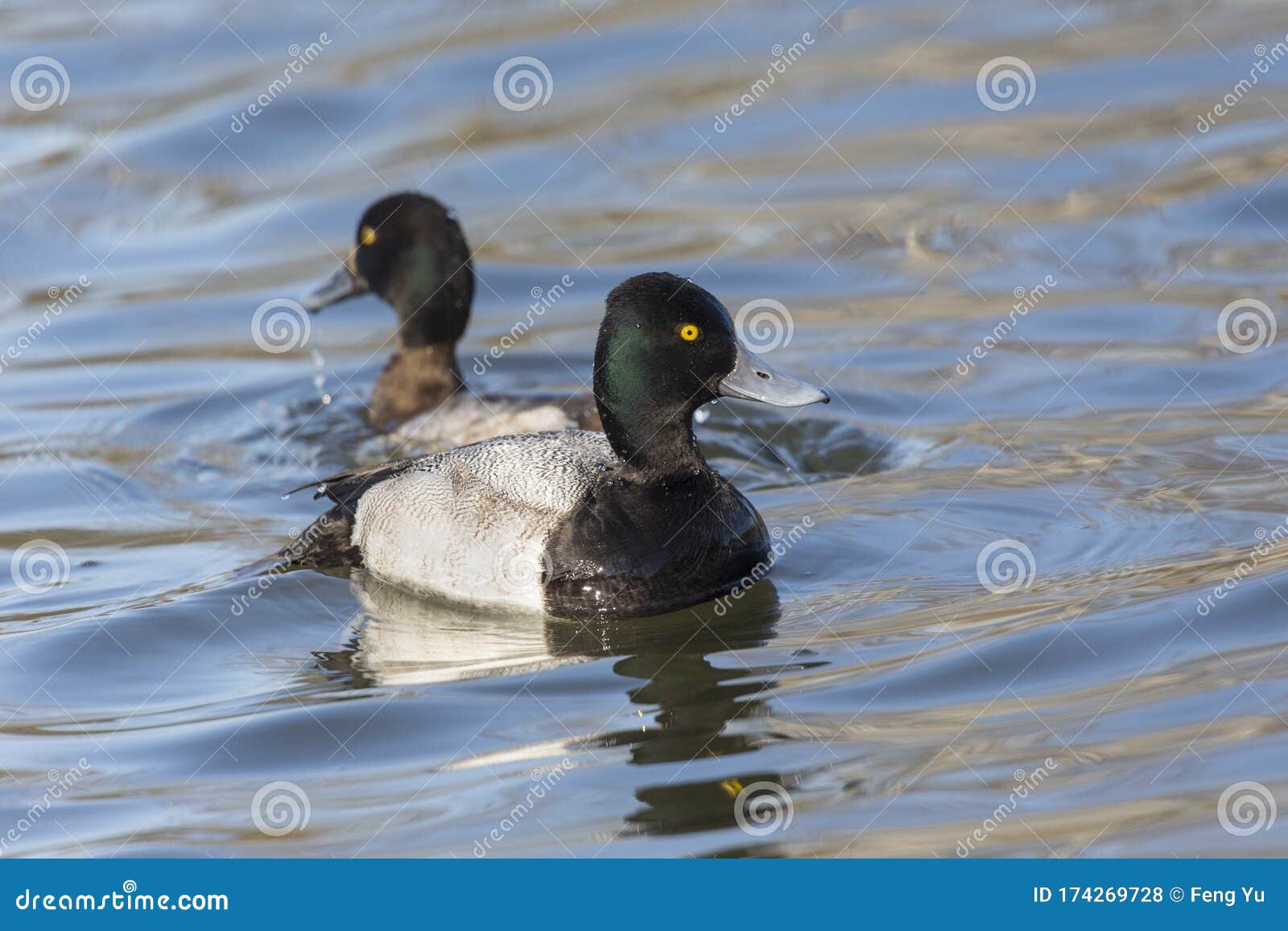 Male Lesser scaup duck stock photo. Image of canada - 174269728