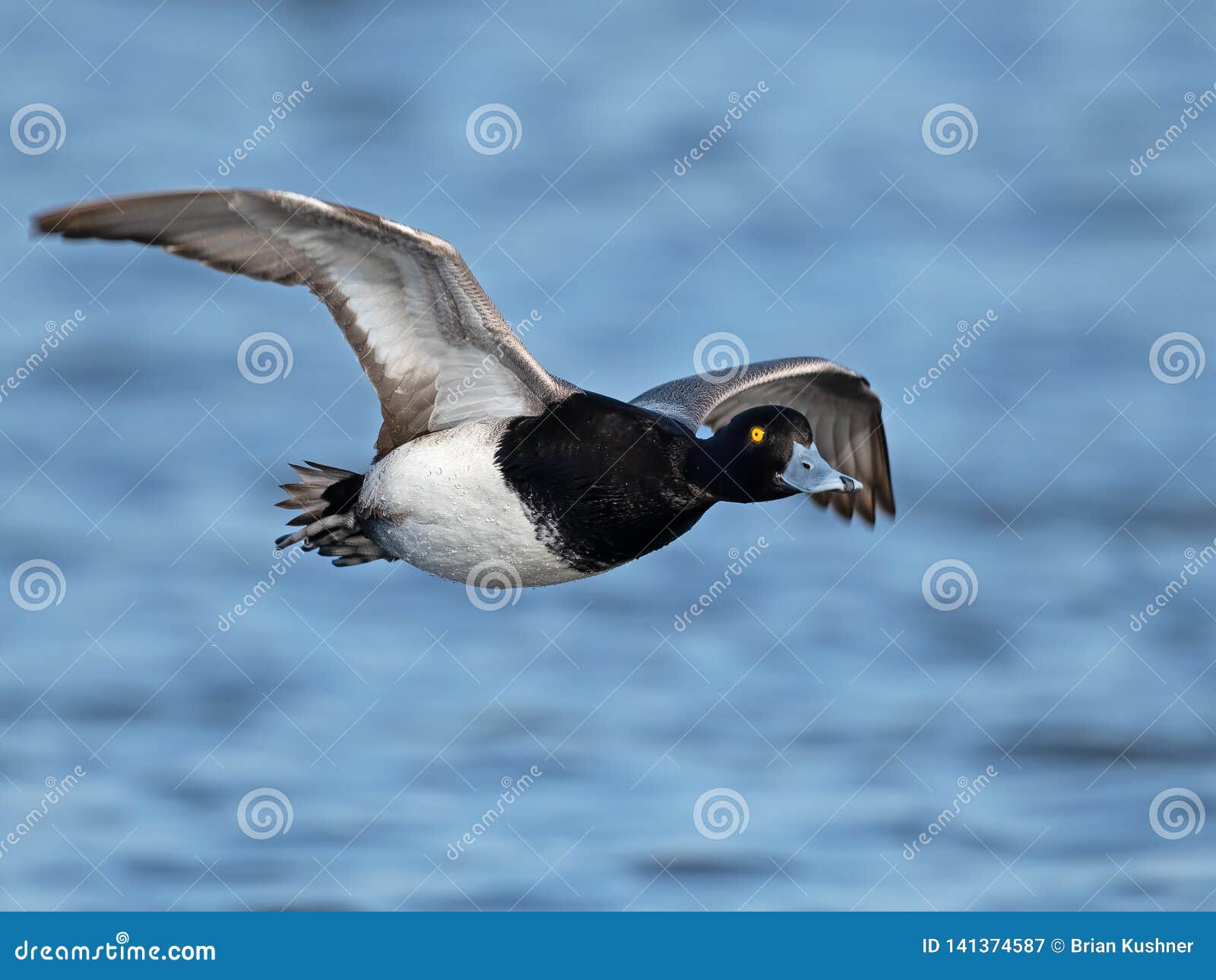 A Male Lesser Scaup in Flight Stock Image - Image of water, wildlife ...