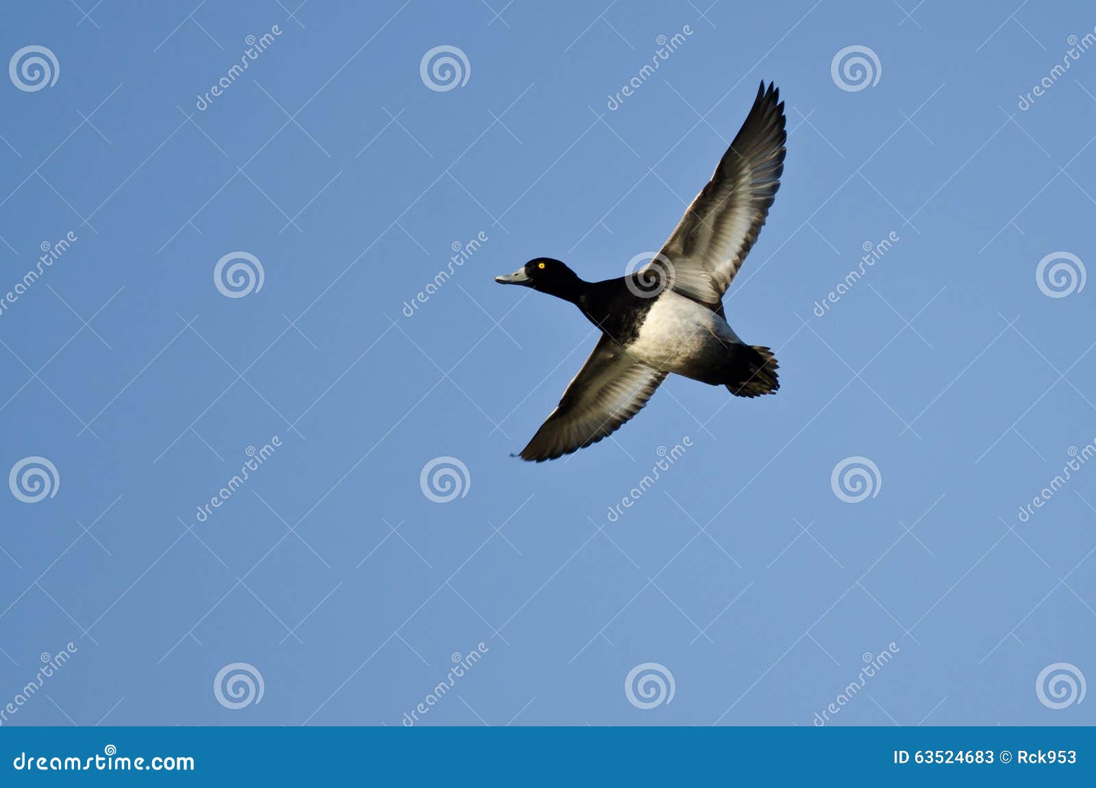 Male Lesser Scaup Flying in a Blue Sky Stock Image - Image of gray ...