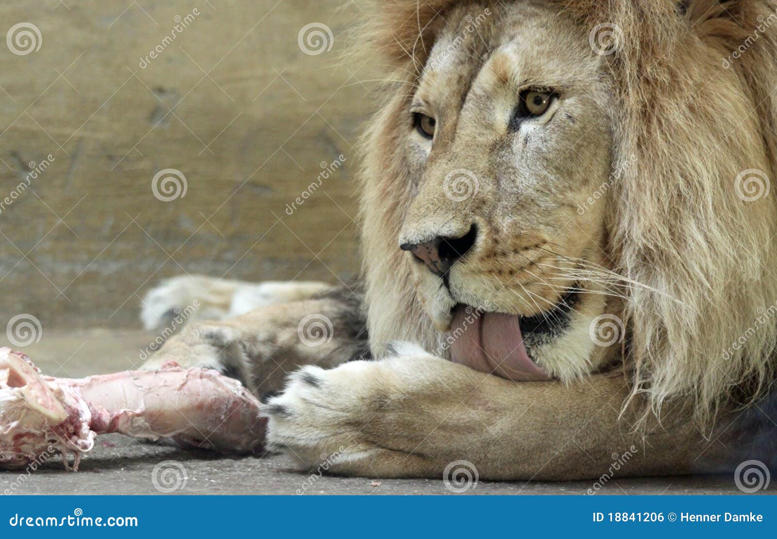 Carnivor. Lion In The Zoo. Female Lioness Eats Meat Stock Photography ...