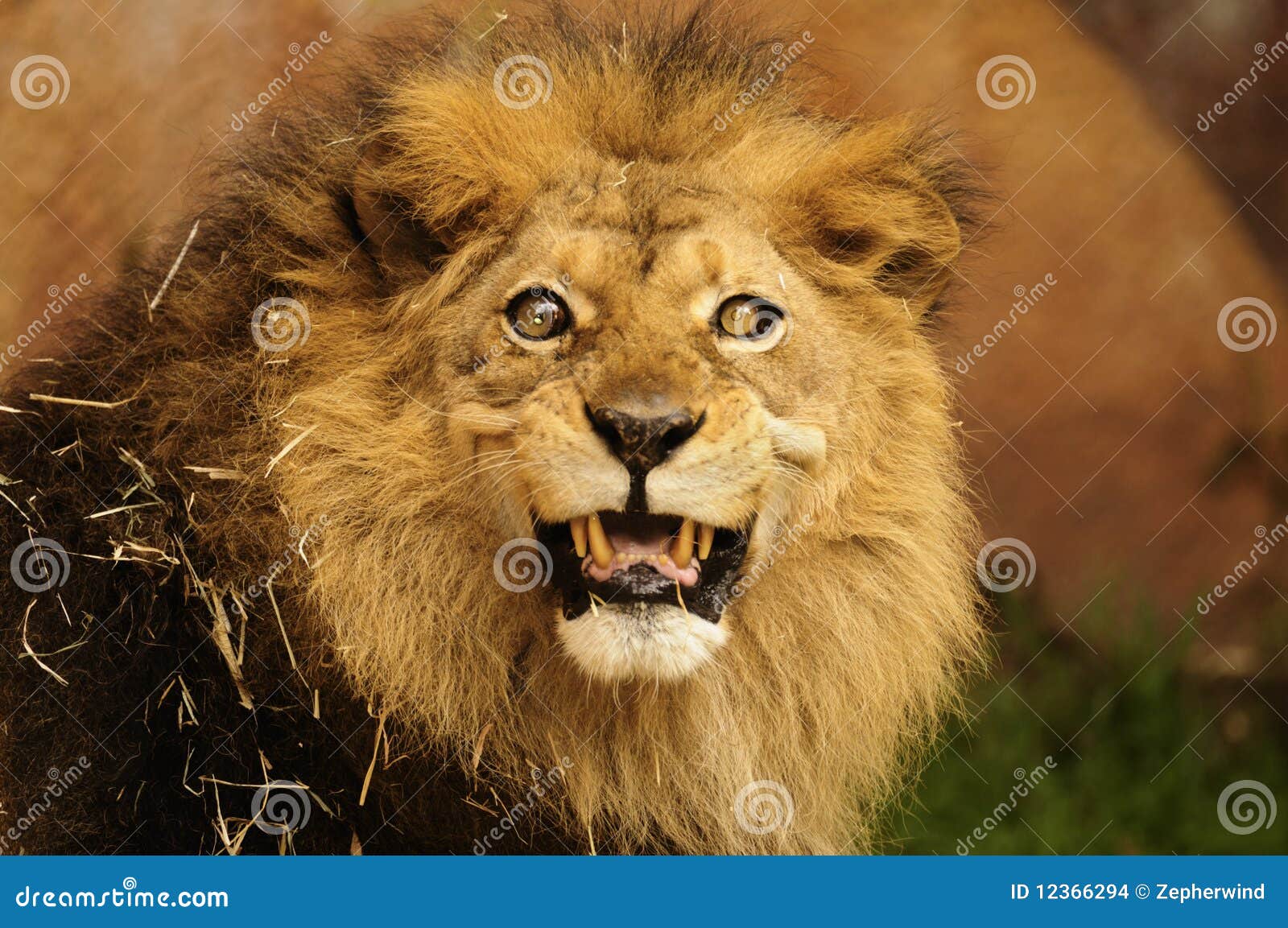Male lion stock photo. Image of panthera, animal, lion - 12366294