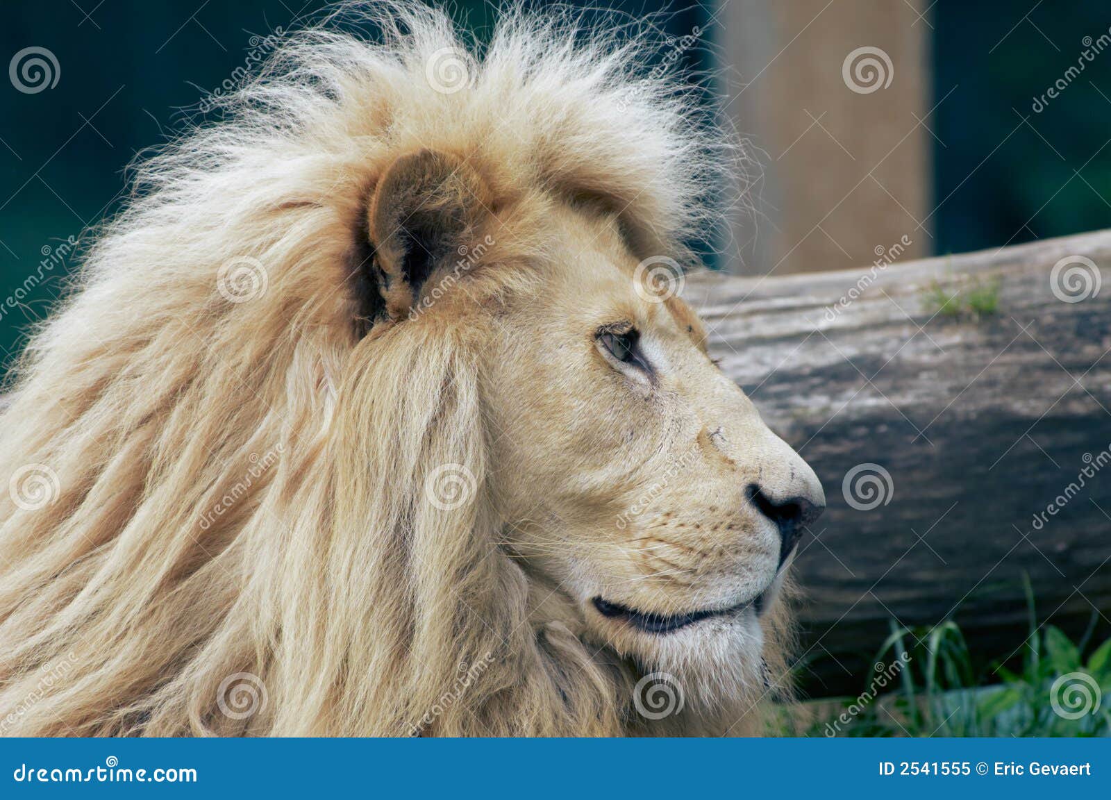 Male Lion Picture. Image: 2541555