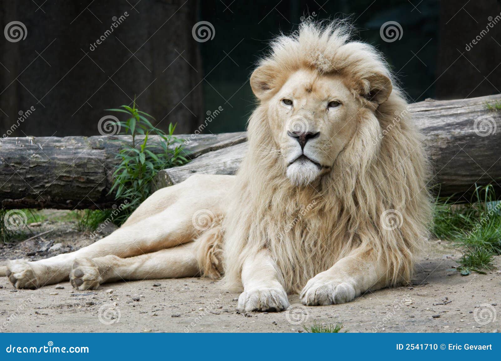 Male Lion stock photo. Image of africa, environment, portrait - 2541710