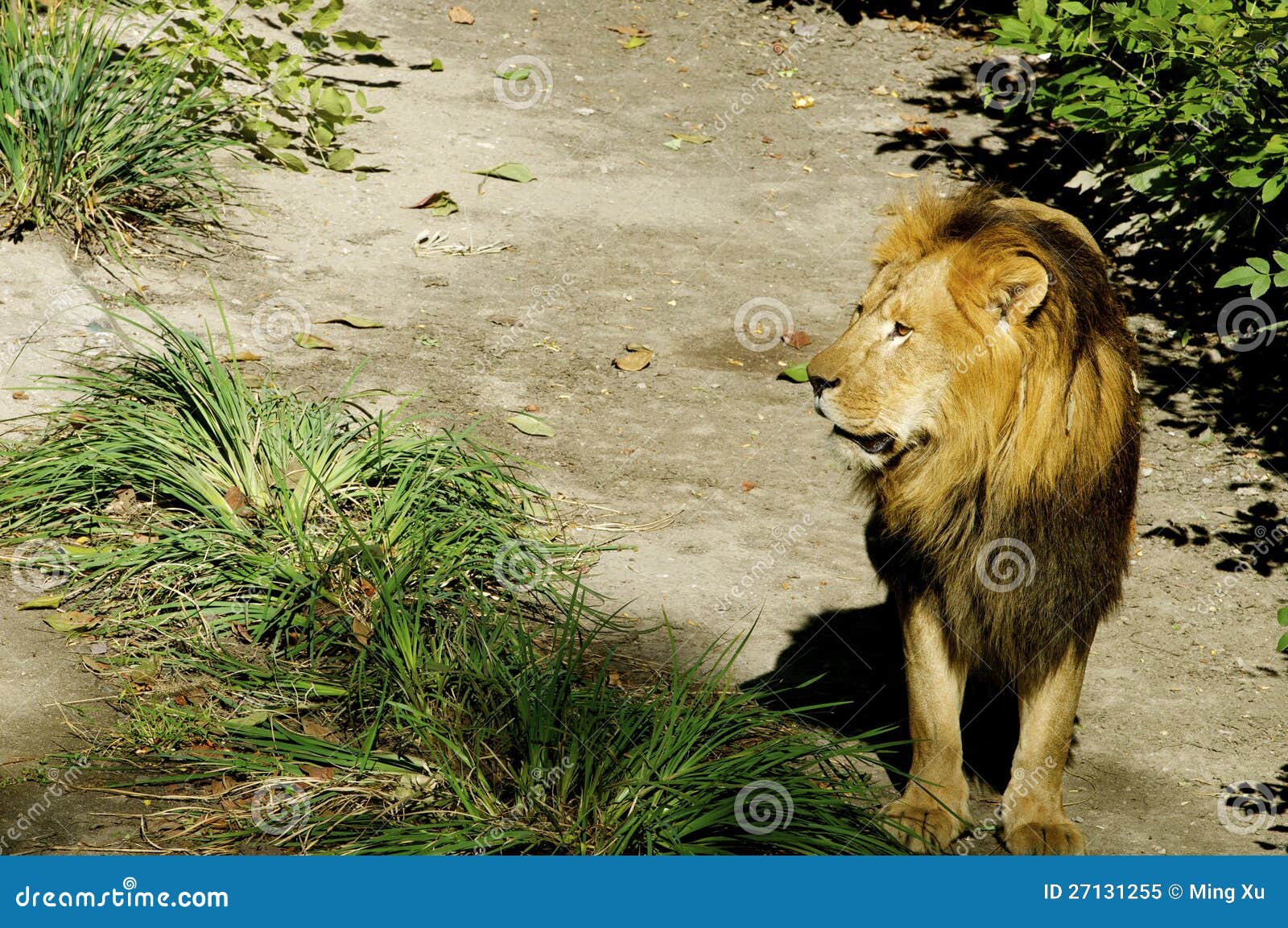 Male Lion stock image. Image of lion, hair, mammal, body - 27131255