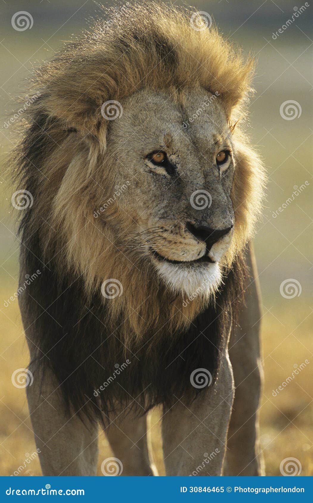 Male Lion stock image. Image of mammal, wildlife, mane - 30846465