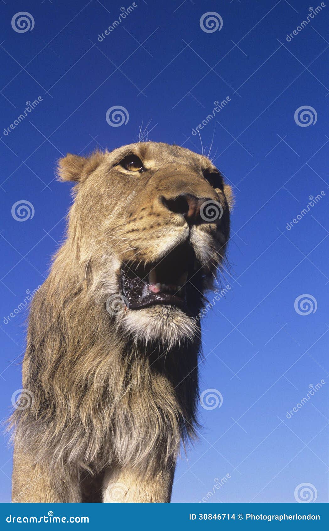Male Lion Against Blue Sky Low Angle View Stock Photo - Image of hair ...