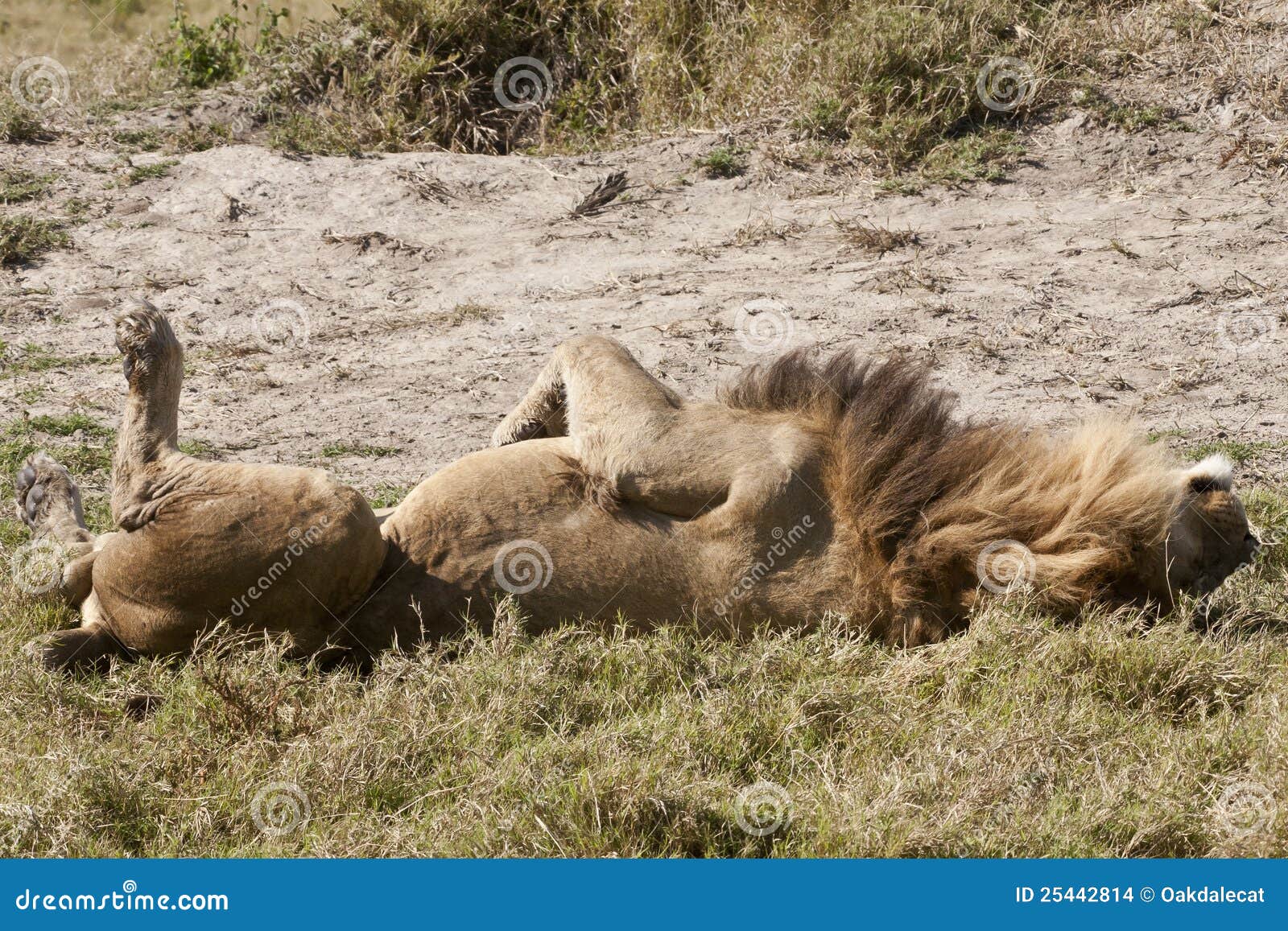 Male Lion on back stock photo. Image of calmness, carnivore - 25442814