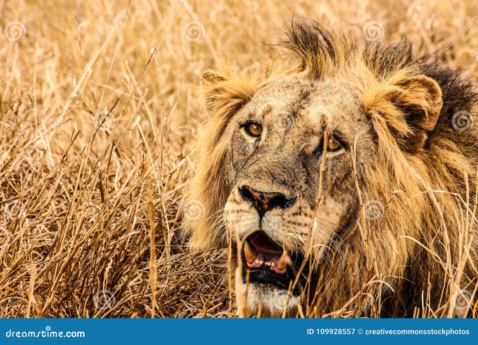 Male Lion On Brown Fields Picture. Image: 109928557