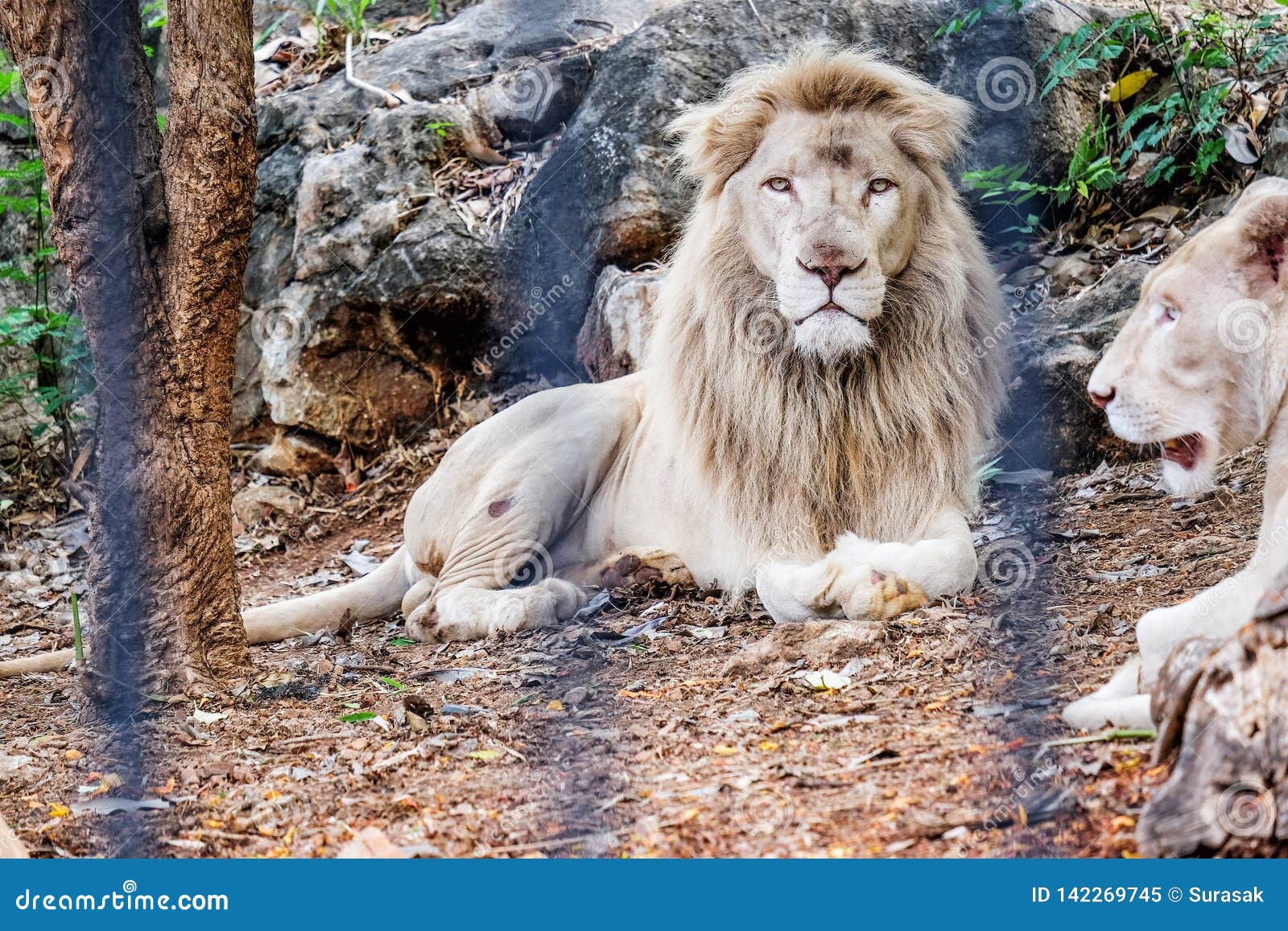 White lion in cage stock image. Image of strength, look - 142269745