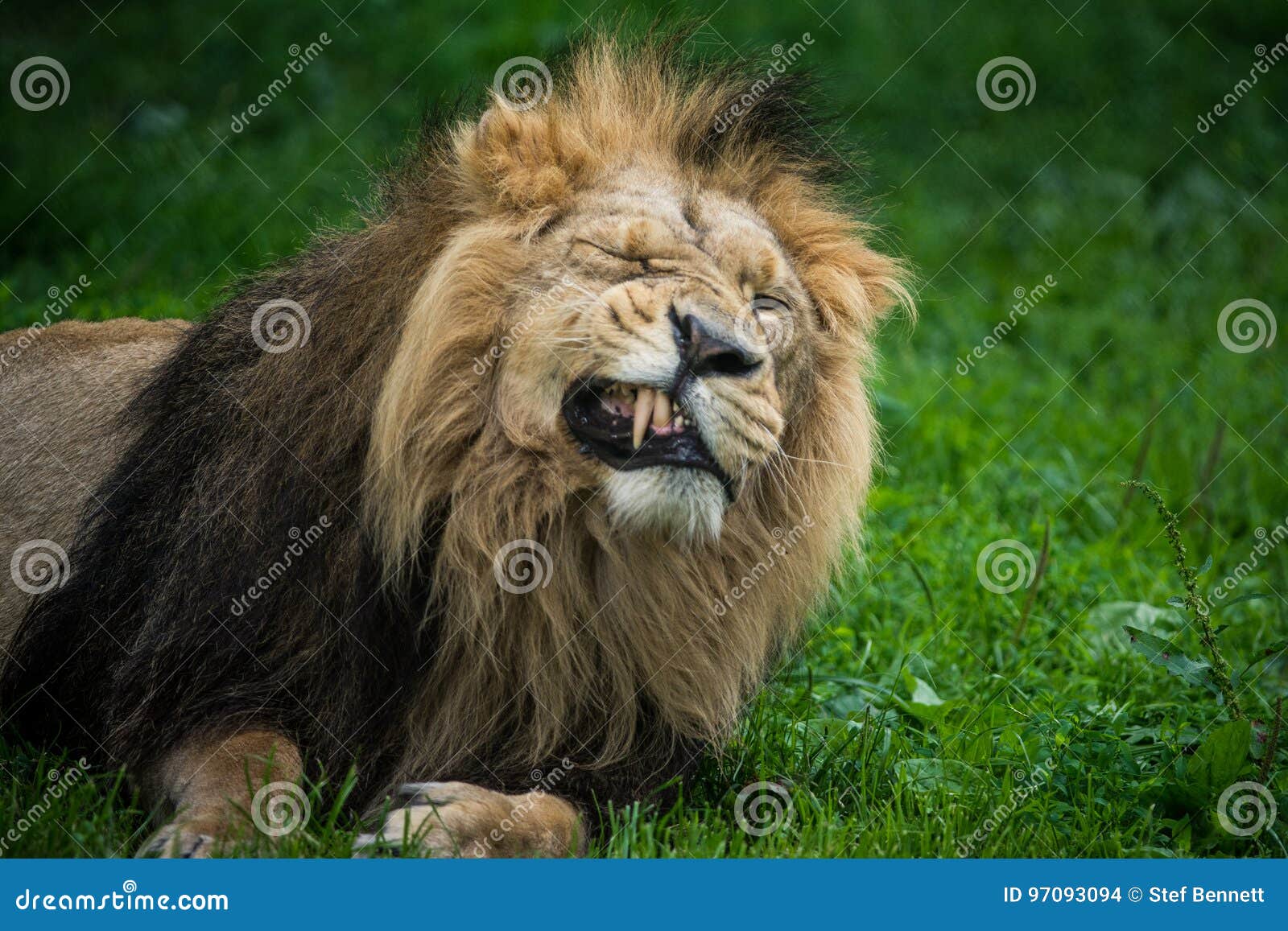 A Creeping Lion Royalty-Free Stock Photography | CartoonDealer.com ...