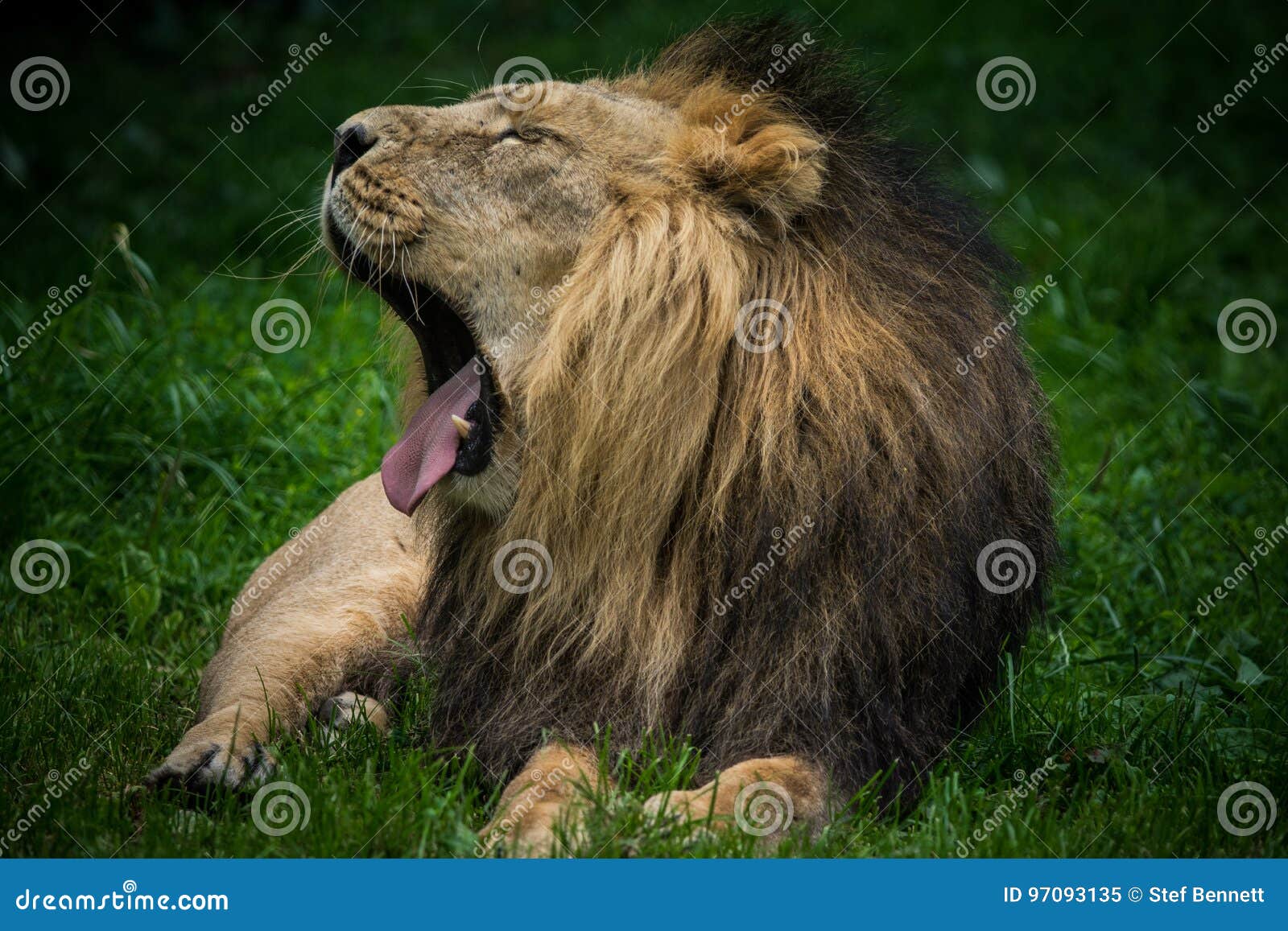 A Creeping Lion Royalty-Free Stock Photography | CartoonDealer.com ...