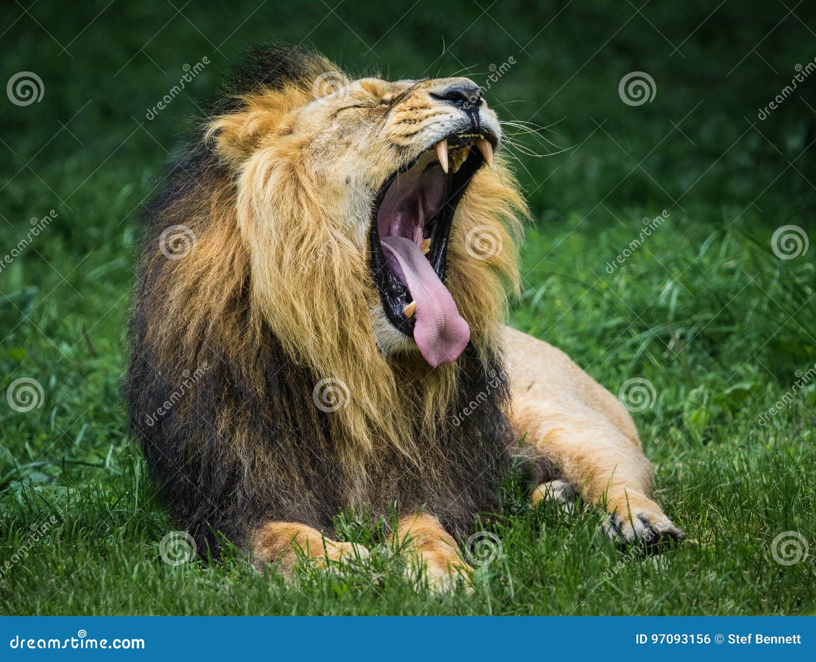 A Creeping Lion Royalty-Free Stock Photography | CartoonDealer.com ...