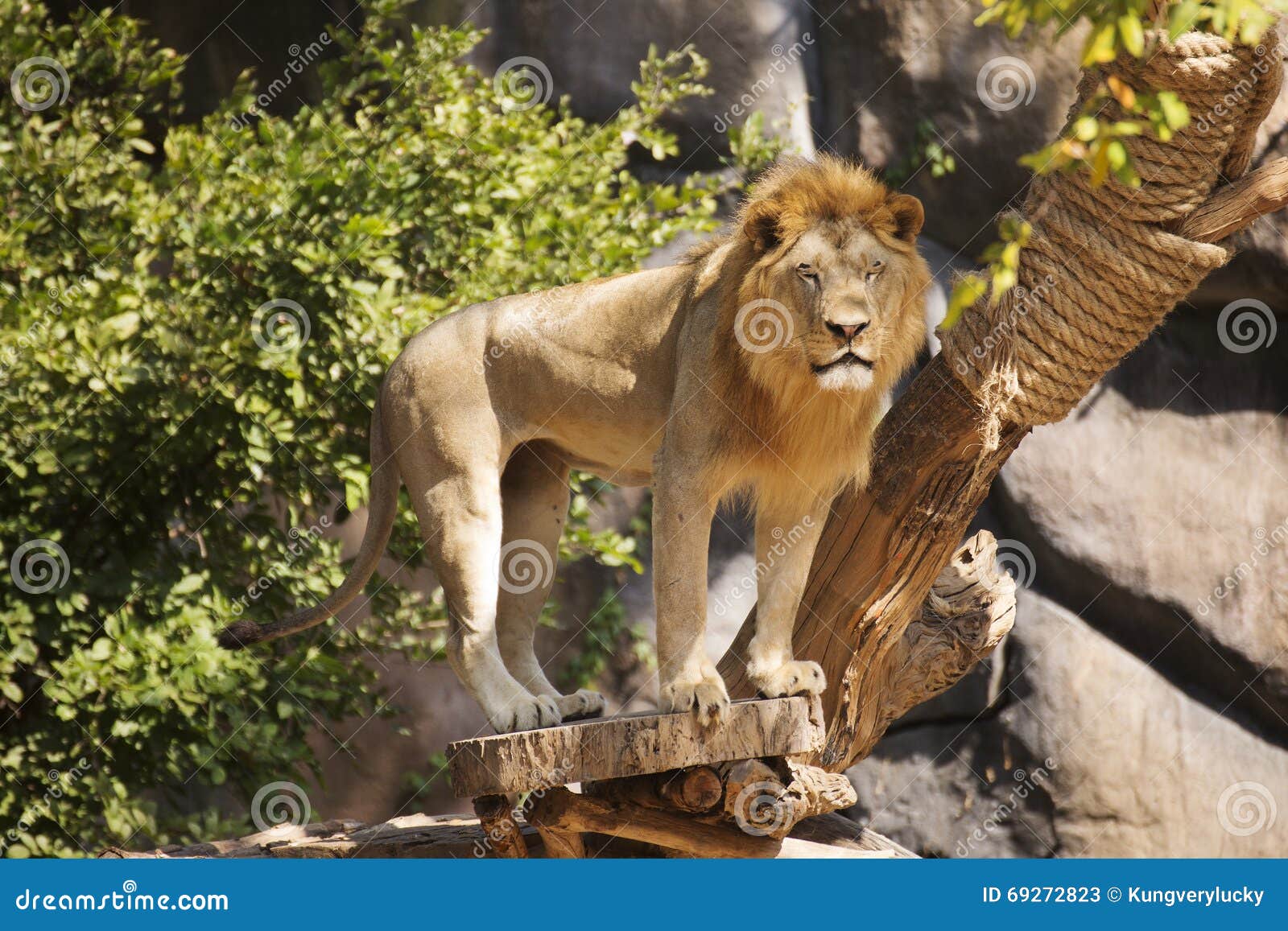Male Lion closed the eyes stock image. Image of head - 69272823