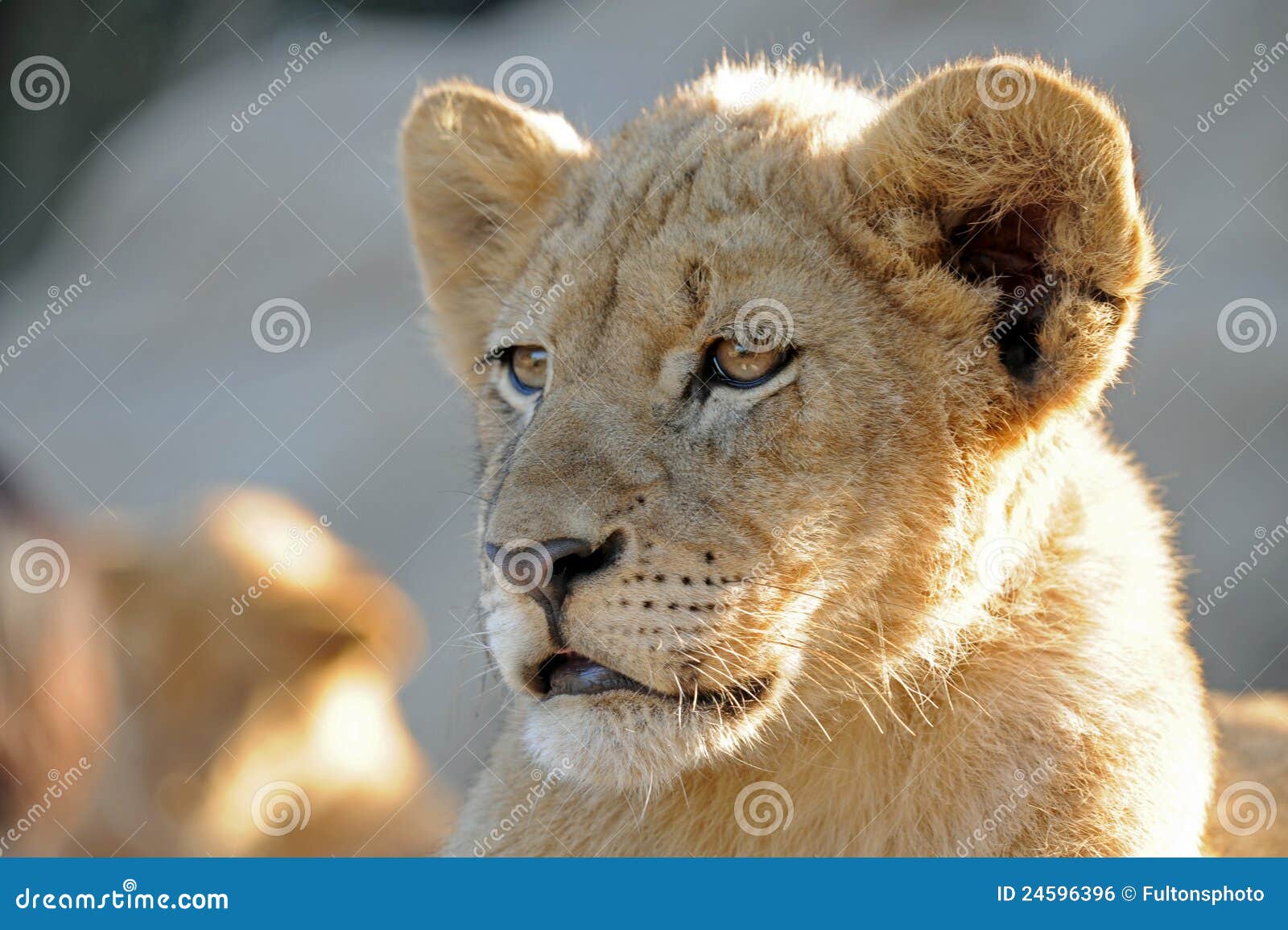 Male Lion Cub stock photo. Image of power, game, ecology - 24596396