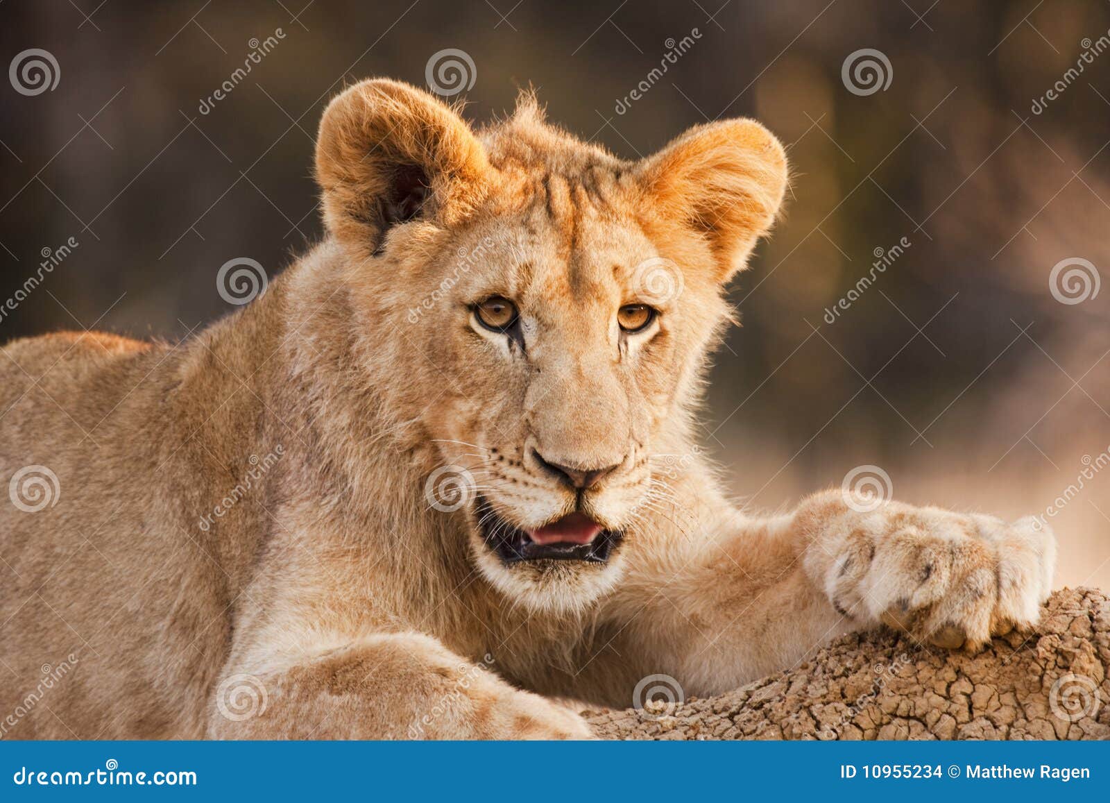 Male Lion Cub at Rest stock photo. Image of panthera - 10955234
