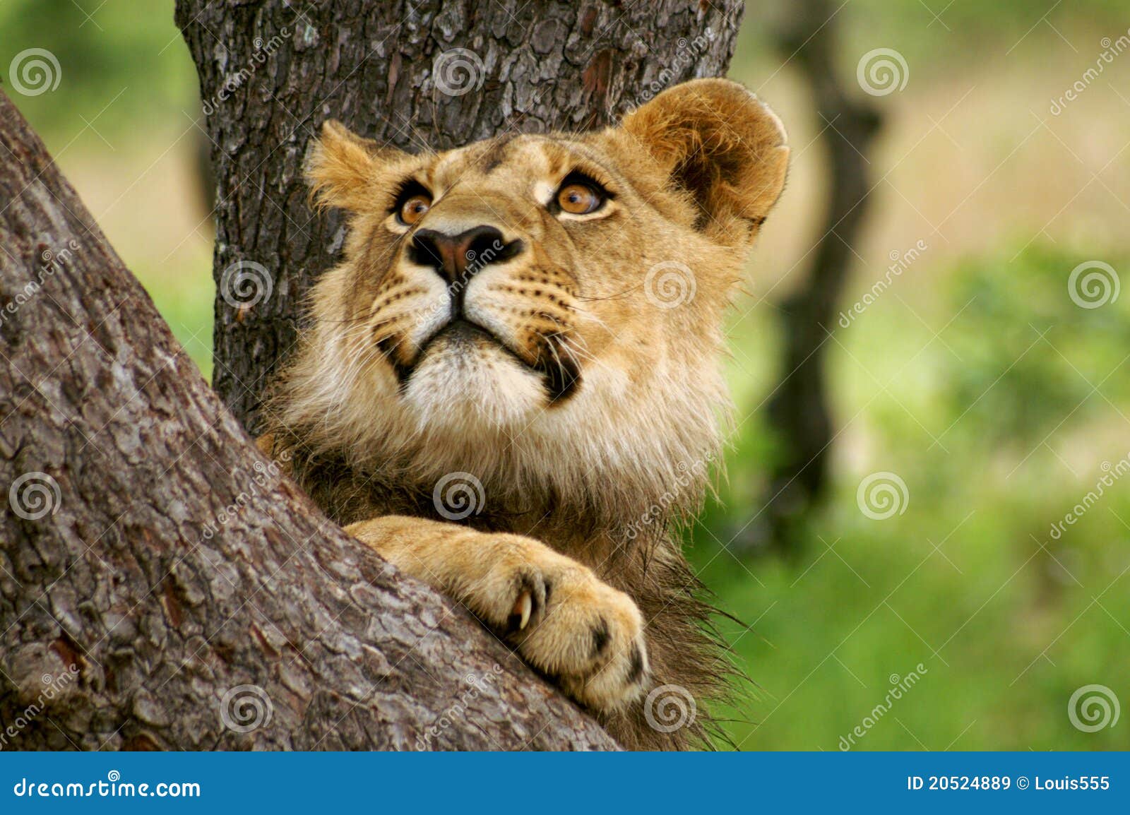 Male lion cub in a tree stock image. Image of africa - 20524889
