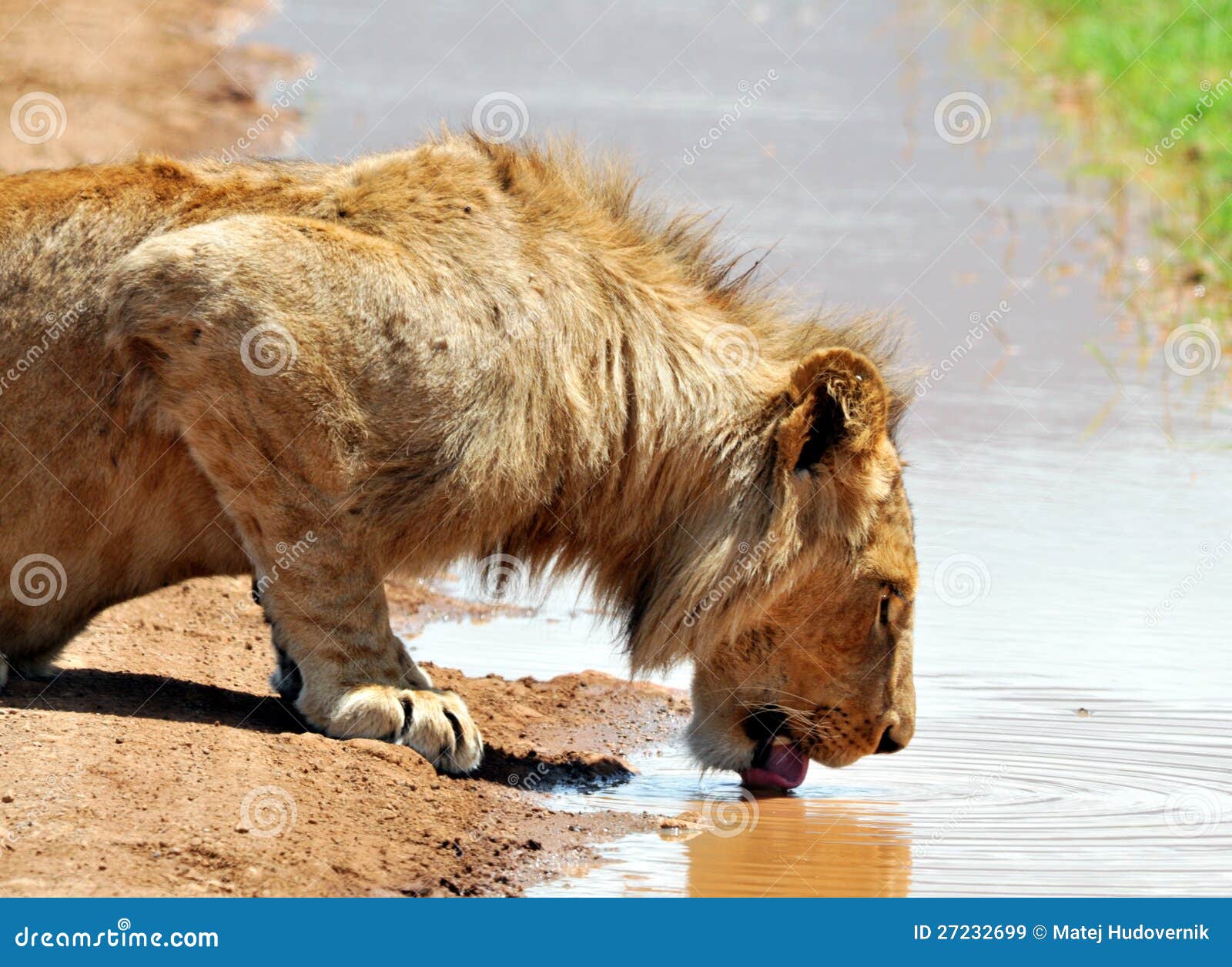 Male lion drinking water stock image. Image of mane, close - 27232699