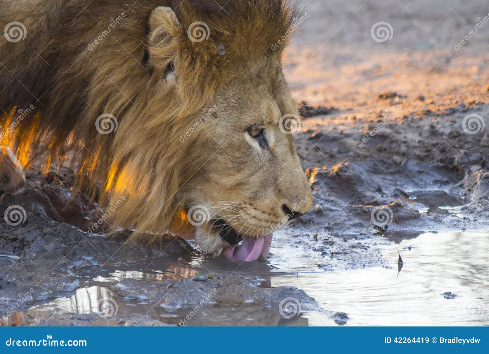 Male lion drinking water 1 stock image. Image of nature - 42264419